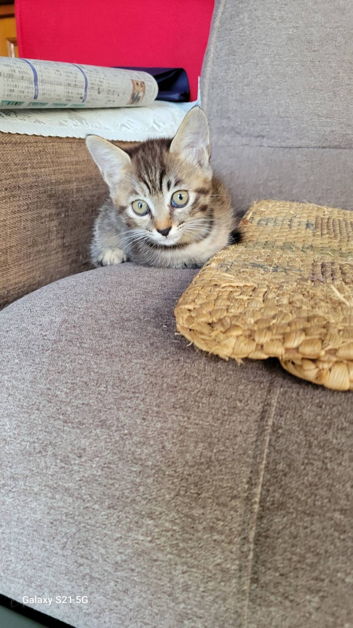 「子猫」宮城県 - 猫の里親募集(501523) :: ペットのおうち【里親決定28万頭！】