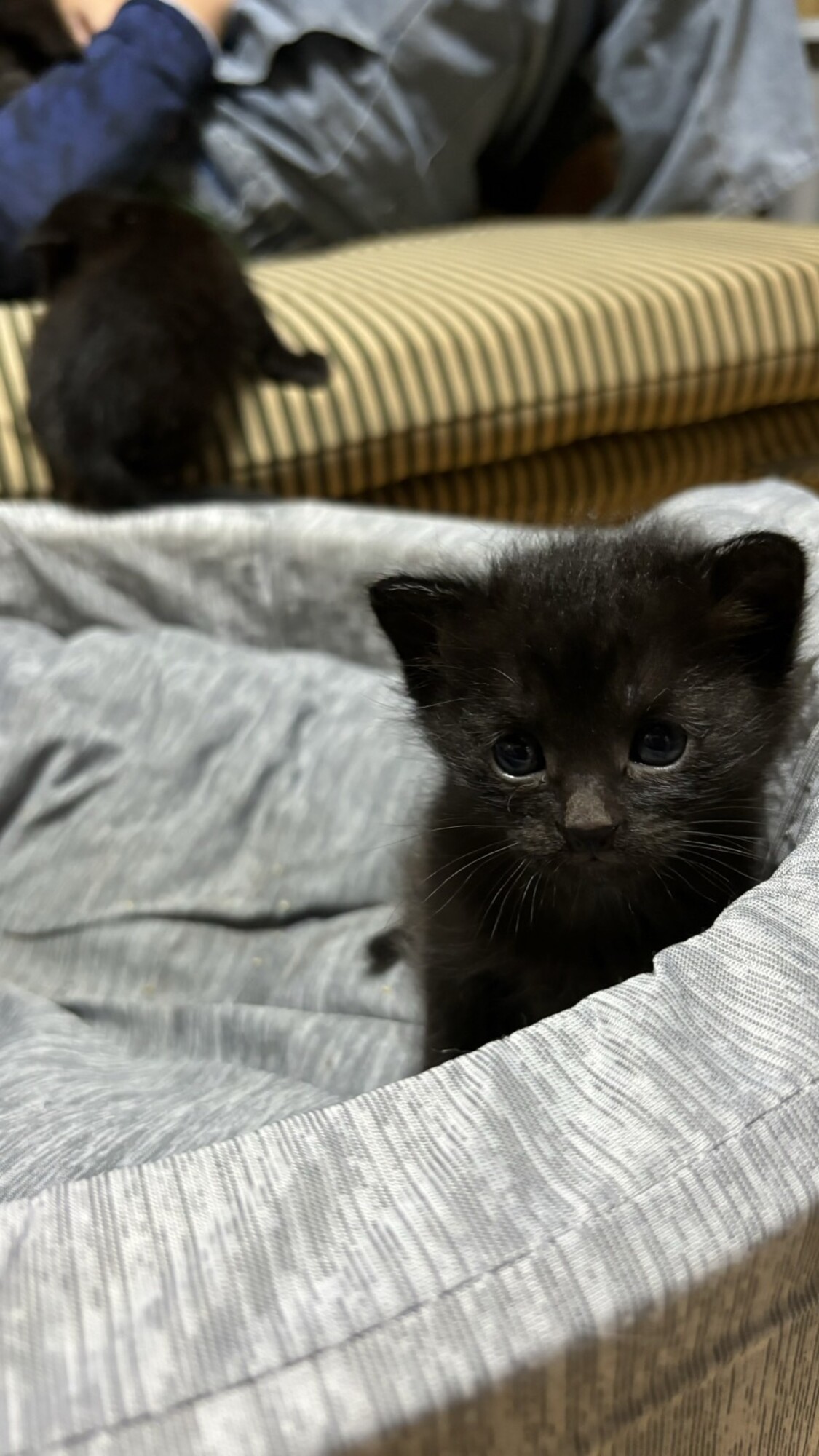 「生後1ヶ月♡激カワ黒猫4...」福岡県 - 猫の里親募集(501718) :: ペットのおうち【里親決定28万頭！】