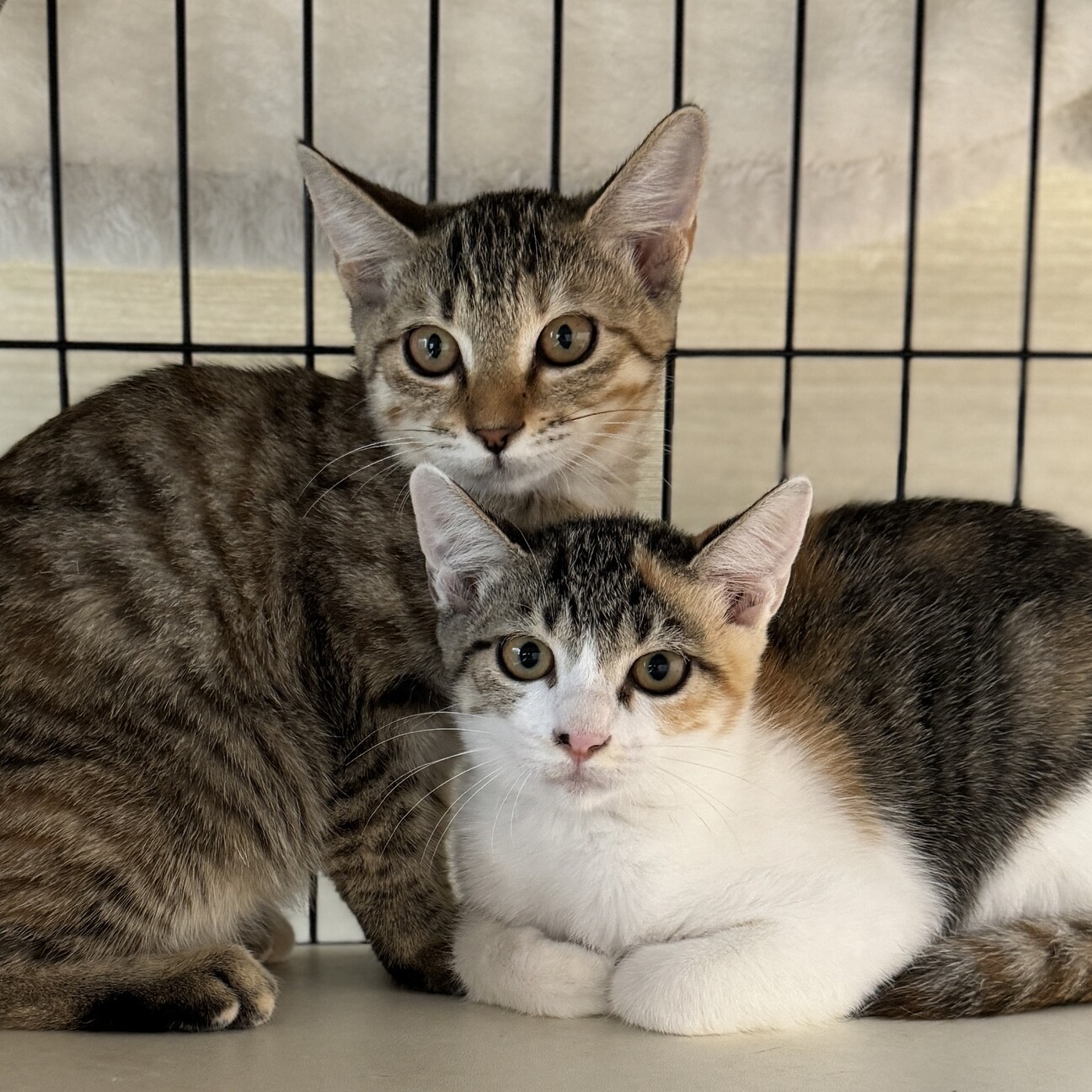 10/20晴海】家猫修...」東京都 - 猫の里親募集(501831) :: ペットのおうち【里親決定28万頭！】