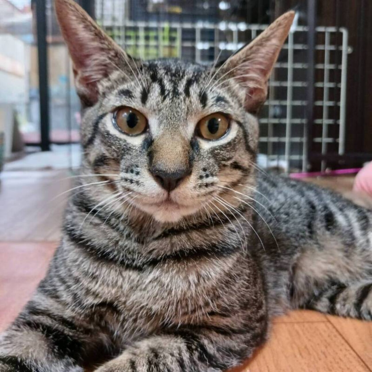 「10/27高田馬場★詩く...」東京都 - 猫の里親募集(501833) 3枚目の画像 :: ペットのおうち【里親決定25万頭！】