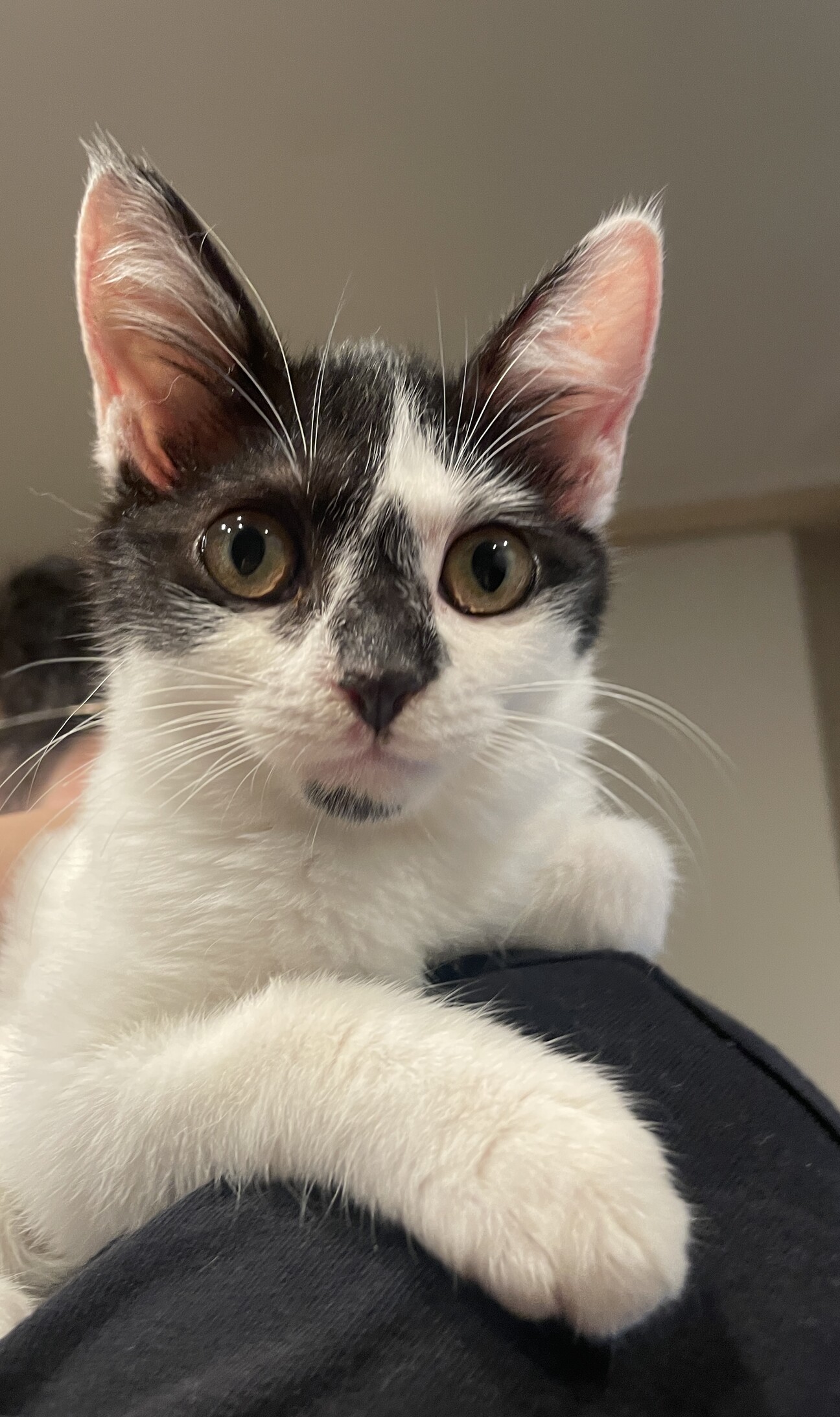 「コアラ鼻の甘えん坊♡5ヶ...」埼玉県 - 猫の里親募集(501880) :: ペットのおうち【里親決定28万頭！】