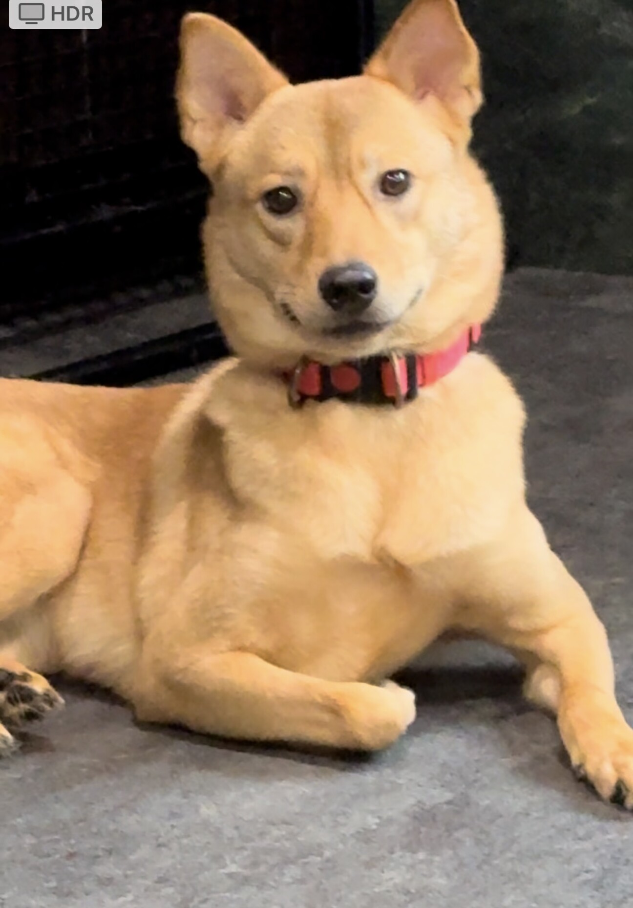 「ナナのずっとの家族を探し...」東京都 - 犬の里親募集(443206) :: ペットのおうち【里親決定29万頭！】