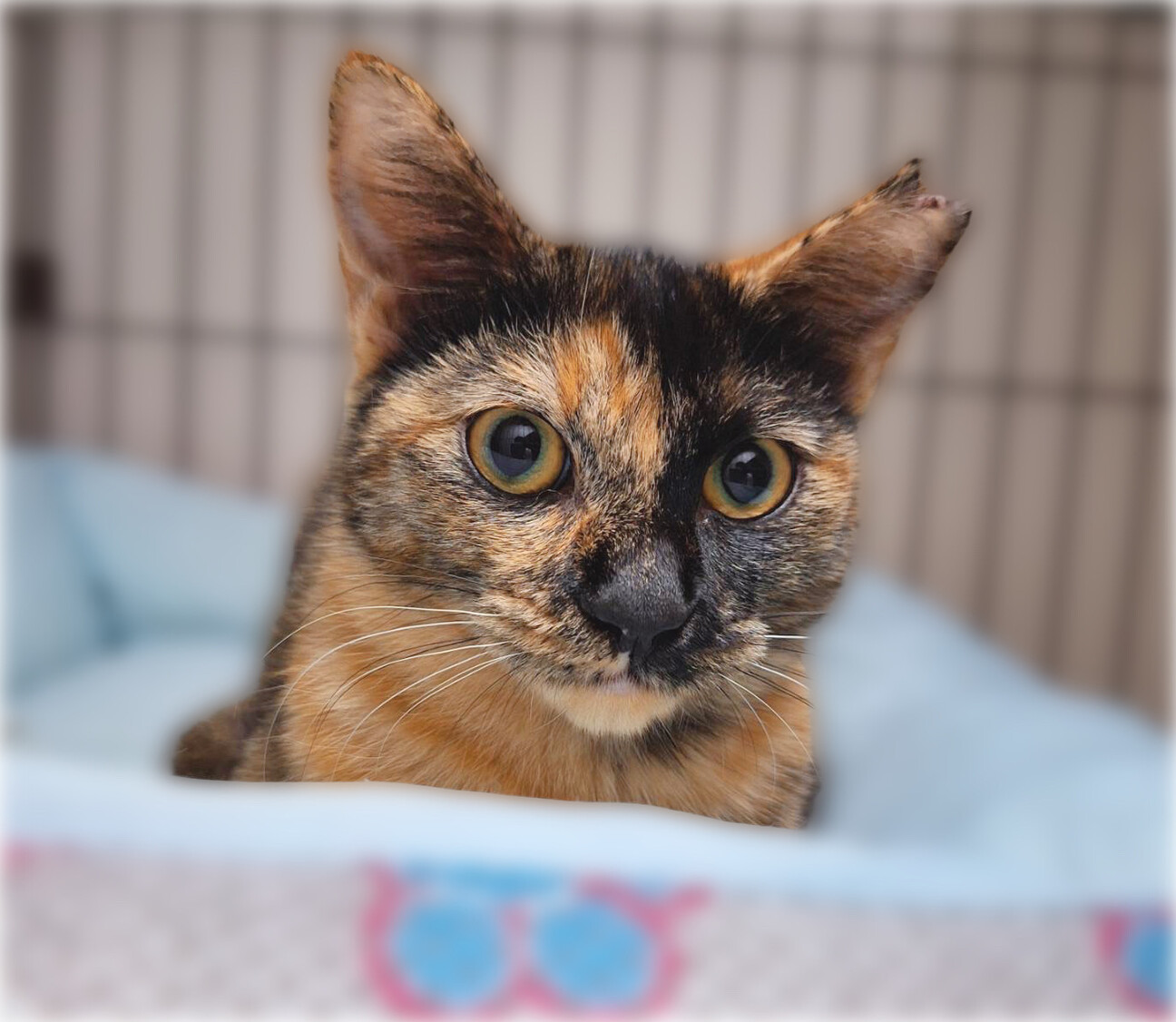 募集一時停止】みたらしちゃん」千葉県 - 猫の里親募集(502830) 3枚目の画像 :: ペットのおうち【里親決定25万頭！】