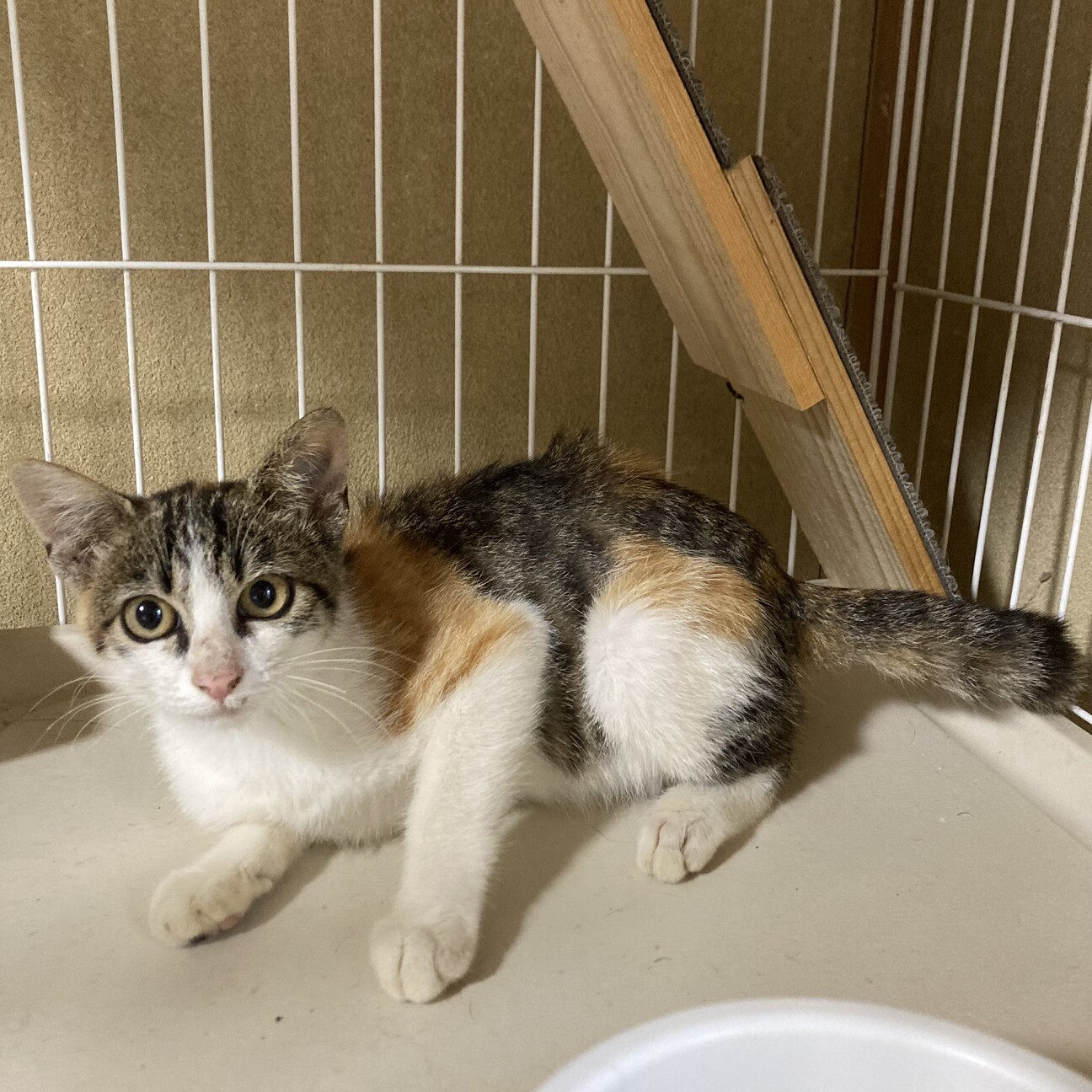 「撫で撫でするとうっとり ...」東京都 - 猫の里親募集(502852) :: ペットのおうち【里親決定28万頭！】