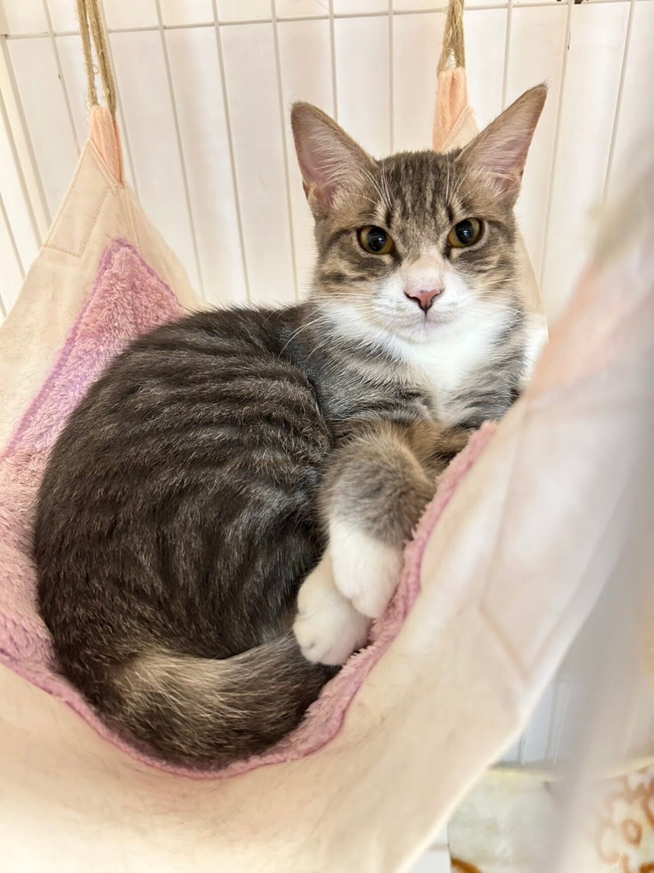 「可憐な美少女 ぽっぽ」千葉県 - 猫の里親募集(502535) 1枚目の画像 :: ペットのおうち【里親決定25万頭！】