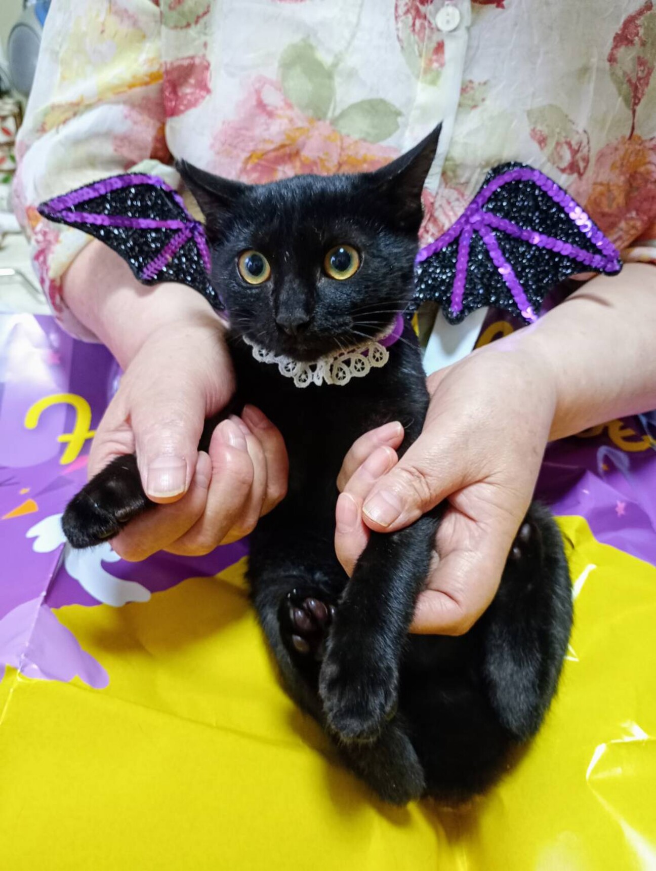 「☆ハロウィンには黒猫♡♂...」埼玉県 - 猫の里親募集(502890) :: ペットのおうち【里親決定28万頭！】