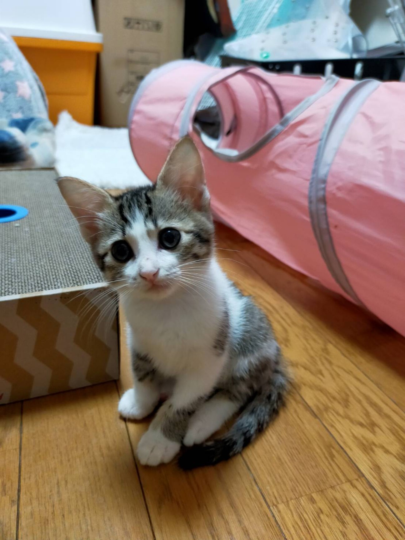 「8月23日生のキジ白 メス」広島県 - 猫の里親募集(503018) :: ペットのおうち【里親決定28万頭！】