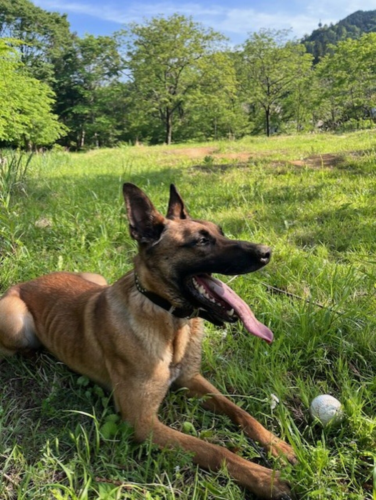 「いつもあなたのそばから離...」東京都 - 犬の里親募集(503165) 3枚目の画像 :: ペットのおうち【里親決定25万頭！】
