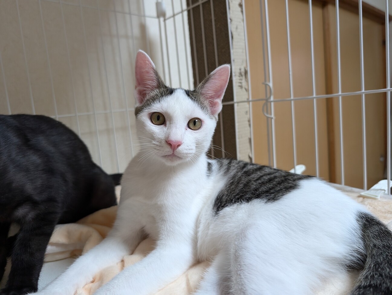 「前髪が個性的なスリスリ男の子」兵庫県 - 猫の里親募集(503252) 5枚目の画像 :: ペットのおうち【里親決定25万頭！】