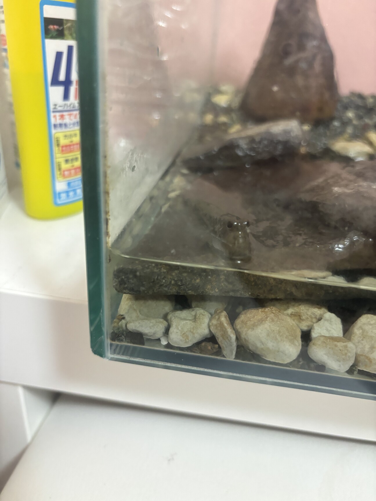 「元気なミナミトビハゼ2匹！」大阪府 - 熱帯魚・観賞魚の里親募集(503523) :: ペットのおうち【里親決定28万頭！】