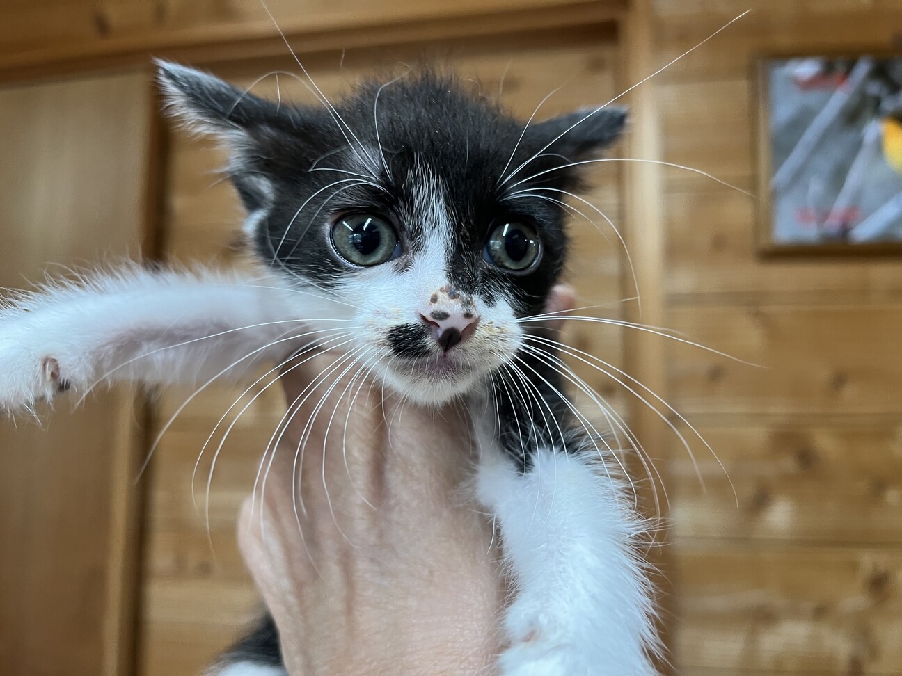「段ボールで遺棄されていた...」山口県 - 猫の里親募集(503161) :: ペットのおうち【里親決定28万頭！】