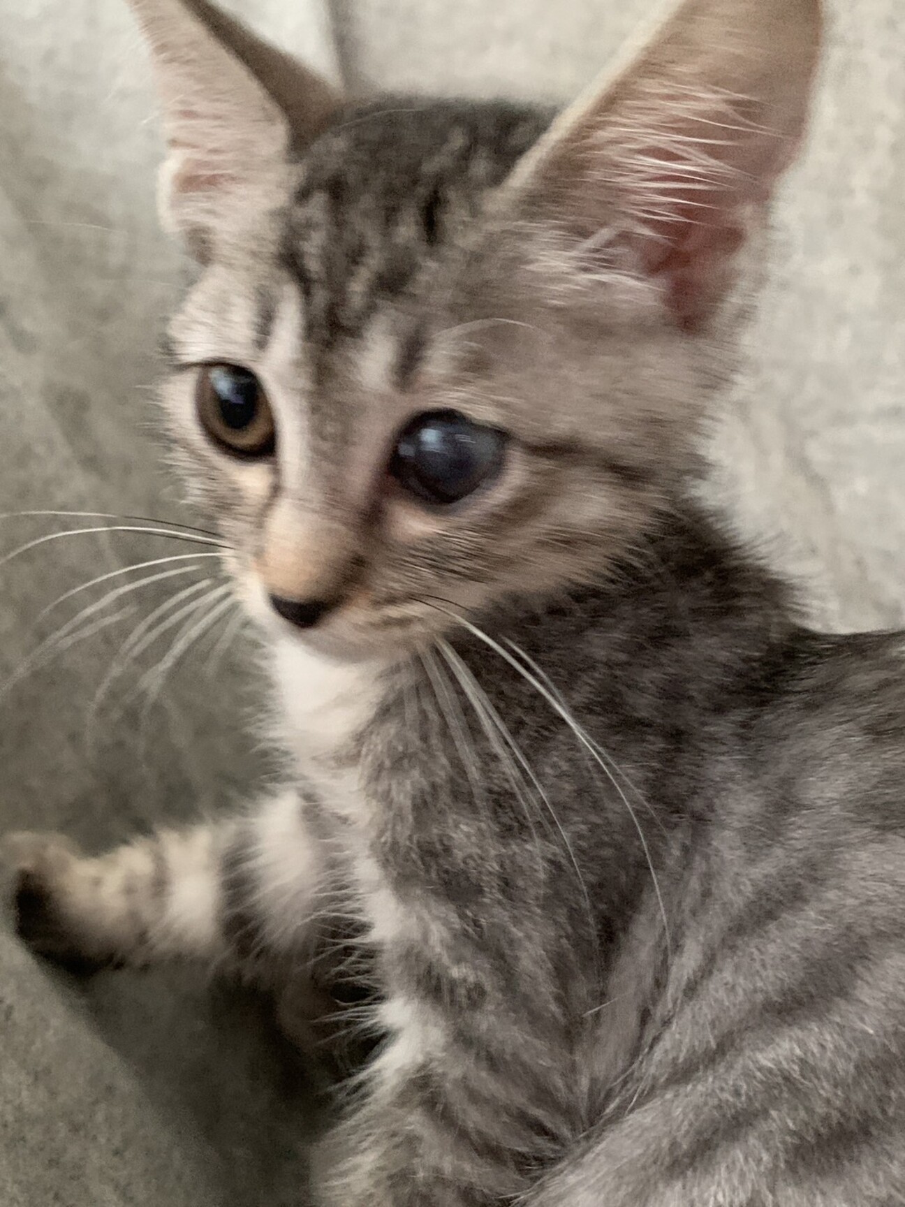 「大きな目が印象的なぐーち...」東京都 - 猫の里親募集(504296) :: ペットのおうち【里親決定28万頭！】