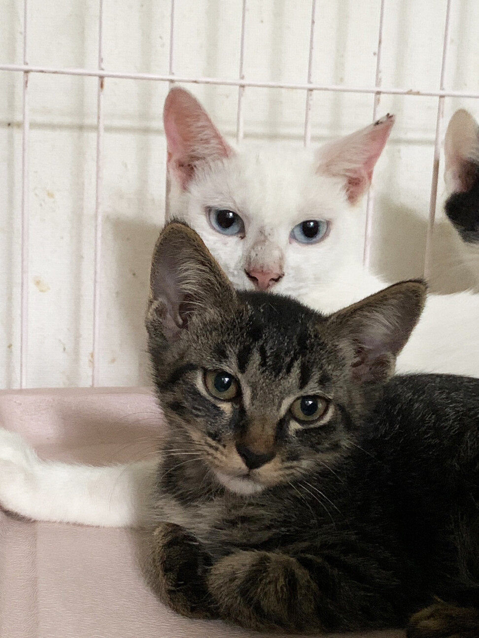 「甘えん坊で人なれ きじく...」東京都 - 猫の里親募集(504303) 2枚目の画像 :: ペットのおうち【里親決定25万頭！】