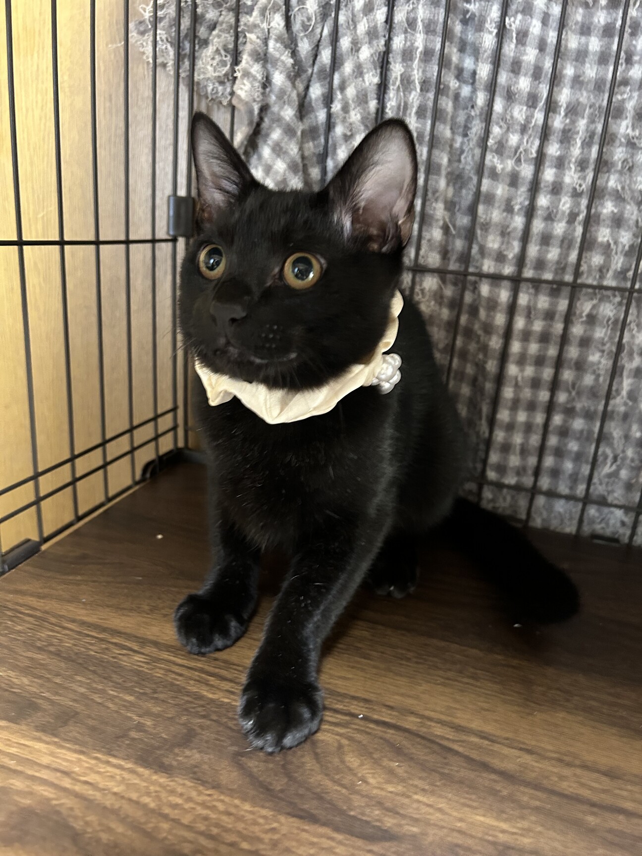 「僕の家族を探しています」岡山県 - 猫の里親募集(504370) :: ペットのおうち【里親決定28万頭！】