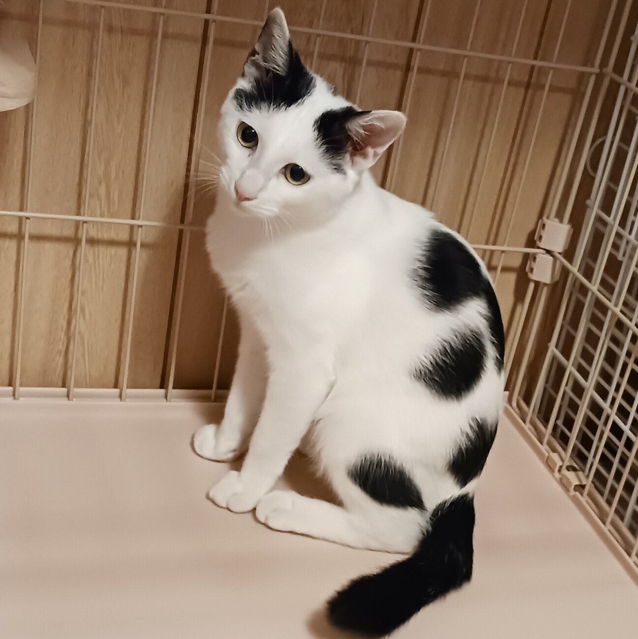 「優しい性格の男の子です」山口県 - 猫の里親募集(504379) :: ペットのおうち【里親決定28万頭！】