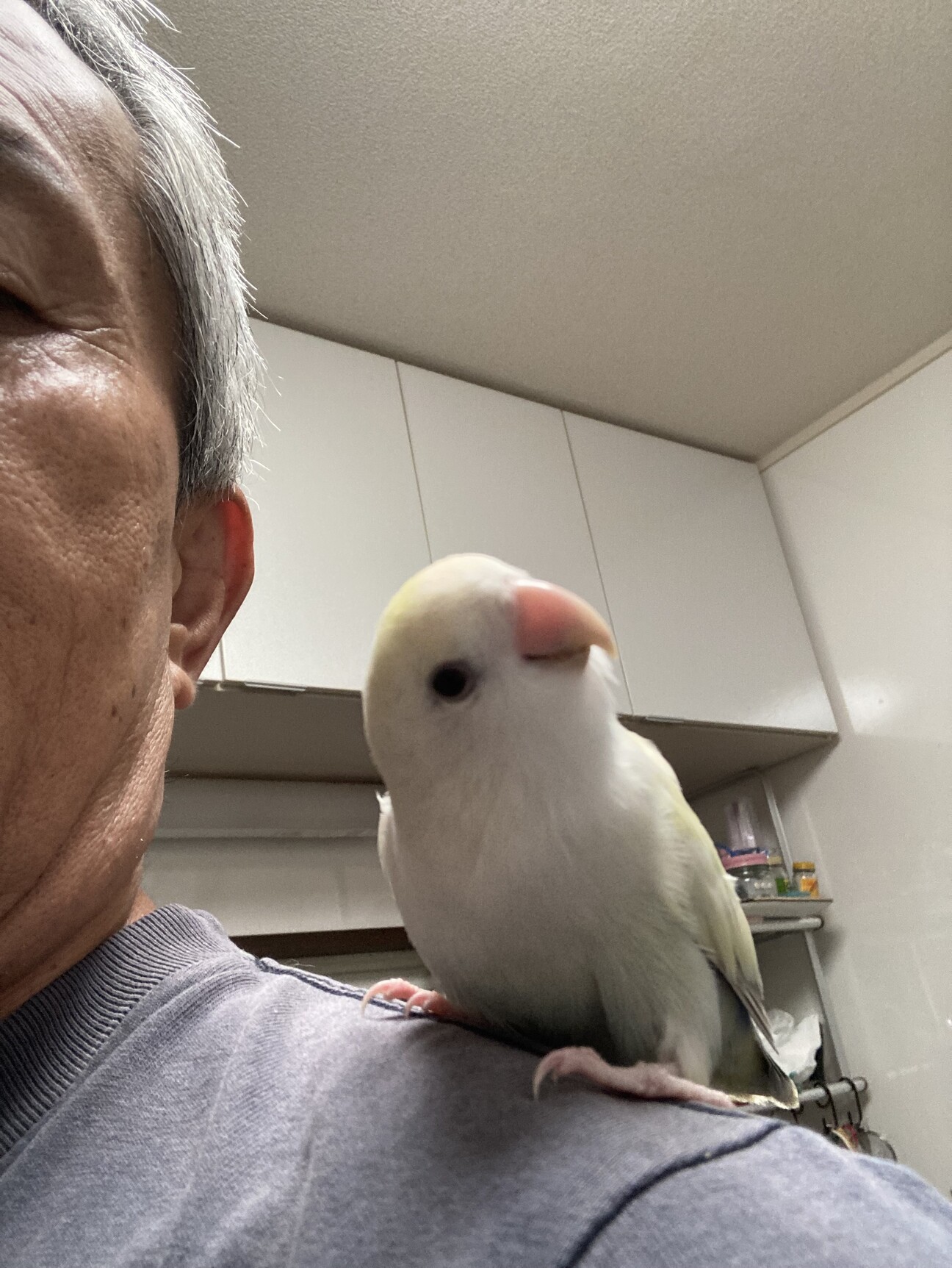 「人が大好きなコザクラインコ」神奈川県 - 鳥の里親募集(504719) :: ペットのおうち【里親決定28万頭！】