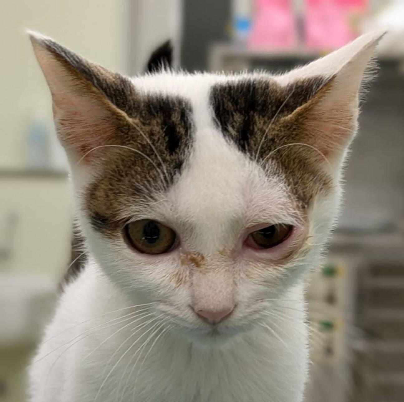 「白くて小さなはんぺんくん」岡山県 - 猫の里親募集(505176) :: ペットのおうち【里親決定28万頭！】