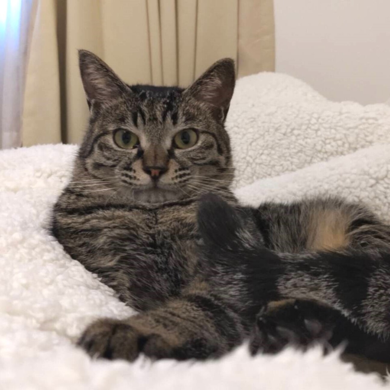 グリル】とっても人懐っ...」東京都 - 猫の里親募集(488273) 2枚目の画像 :: ペットのおうち【里親決定25万頭！】