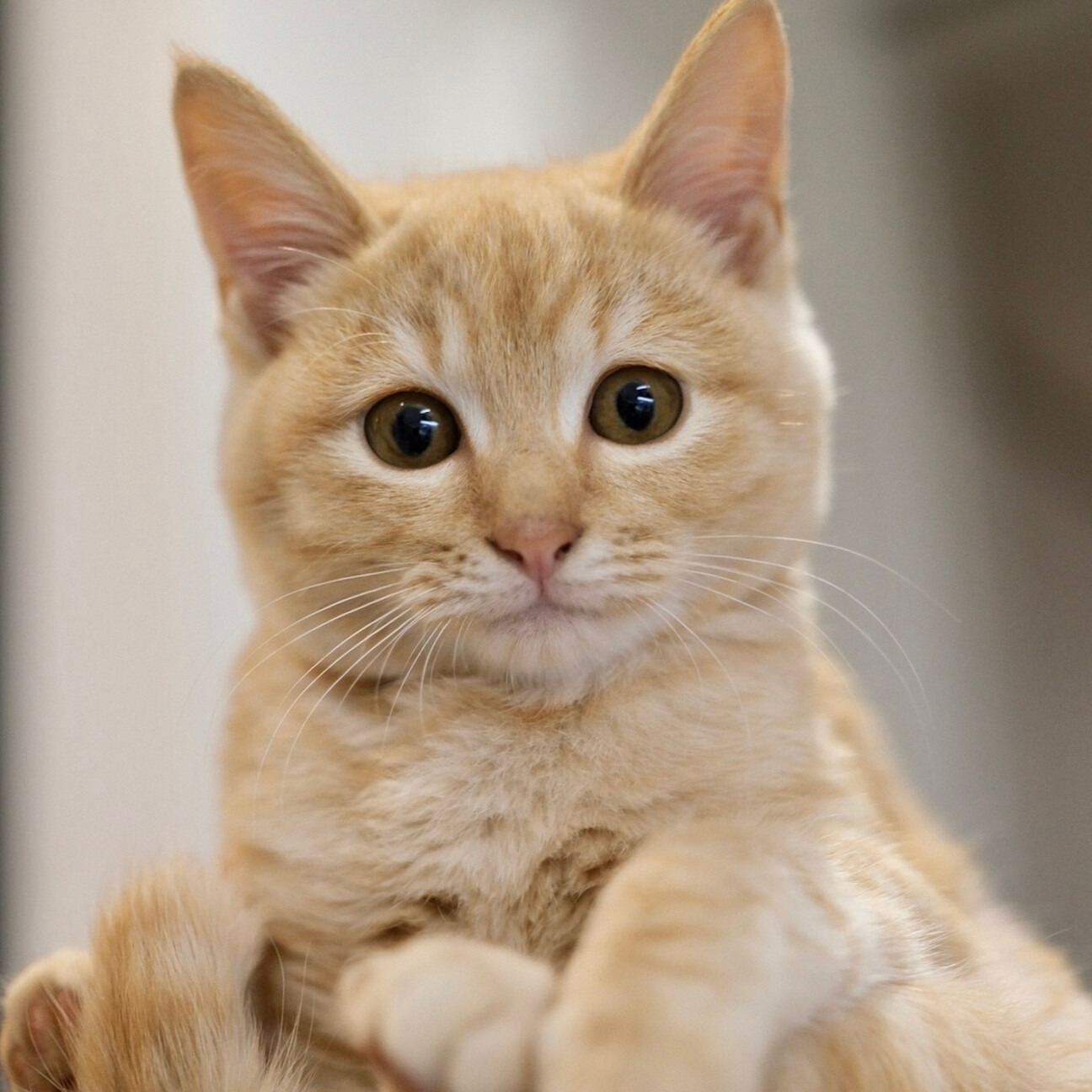 月夜（つくよ）】おっと...」福岡県 - 猫の里親募集(505684) :: ペットのおうち【里親決定28万頭！】