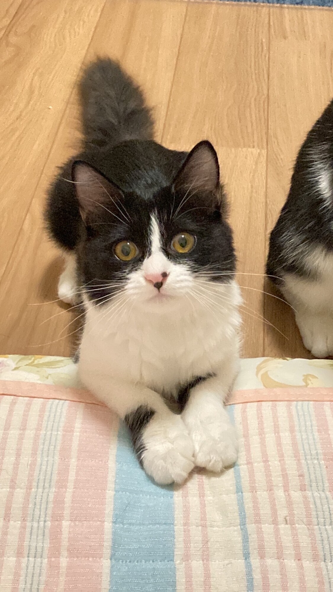 「末っ子気質な まこ」埼玉県 - 猫の里親募集(498820) 2枚目の画像 :: ペットのおうち【里親決定25万頭！】