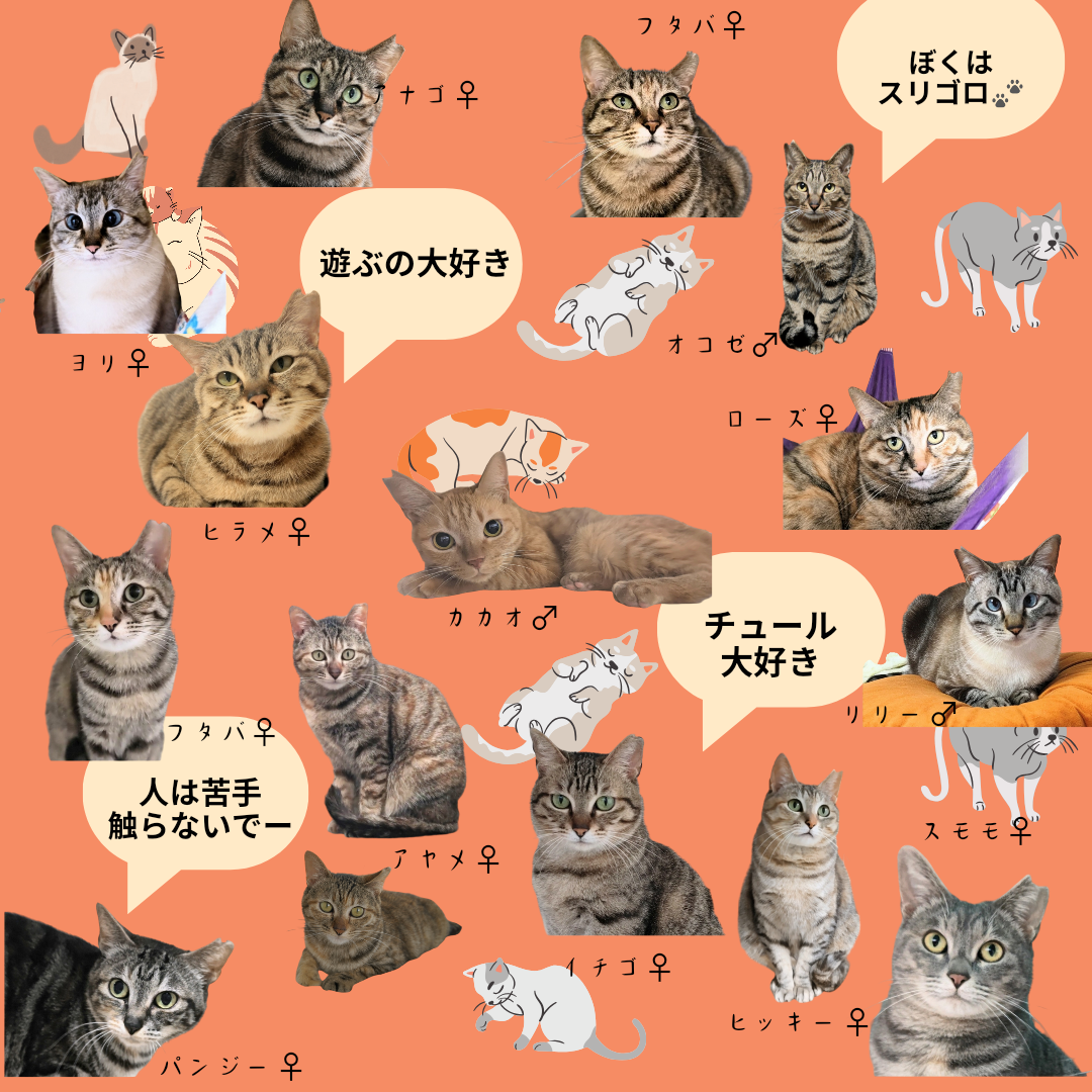 「オープンシェルター」（一般社団法人 茨城桜ねこの会のイベント #24294） :: ペットのおうち【里親決定28万頭！】