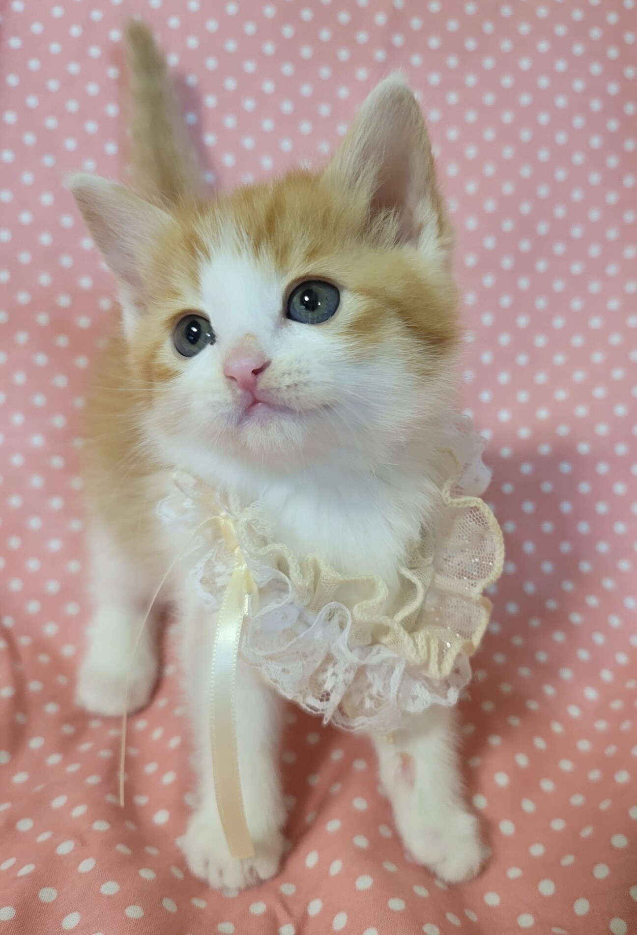 「コロ♡ふわ♡激カワ4兄妹...」東京都 - 猫の里親募集(506172) :: ペットのおうち【里親決定28万頭！】