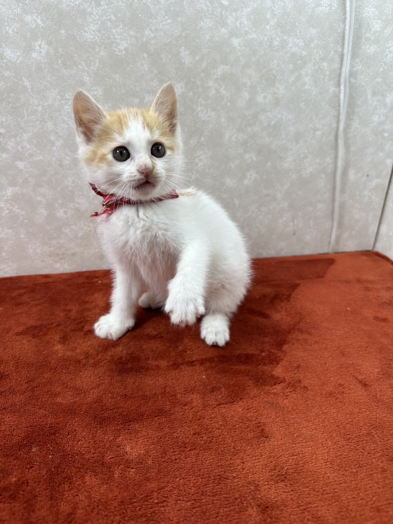 「真打登場！美形慣れ慣れ三...」東京都 - 猫の里親募集(506326) :: ペットのおうち【里親決定28万頭！】