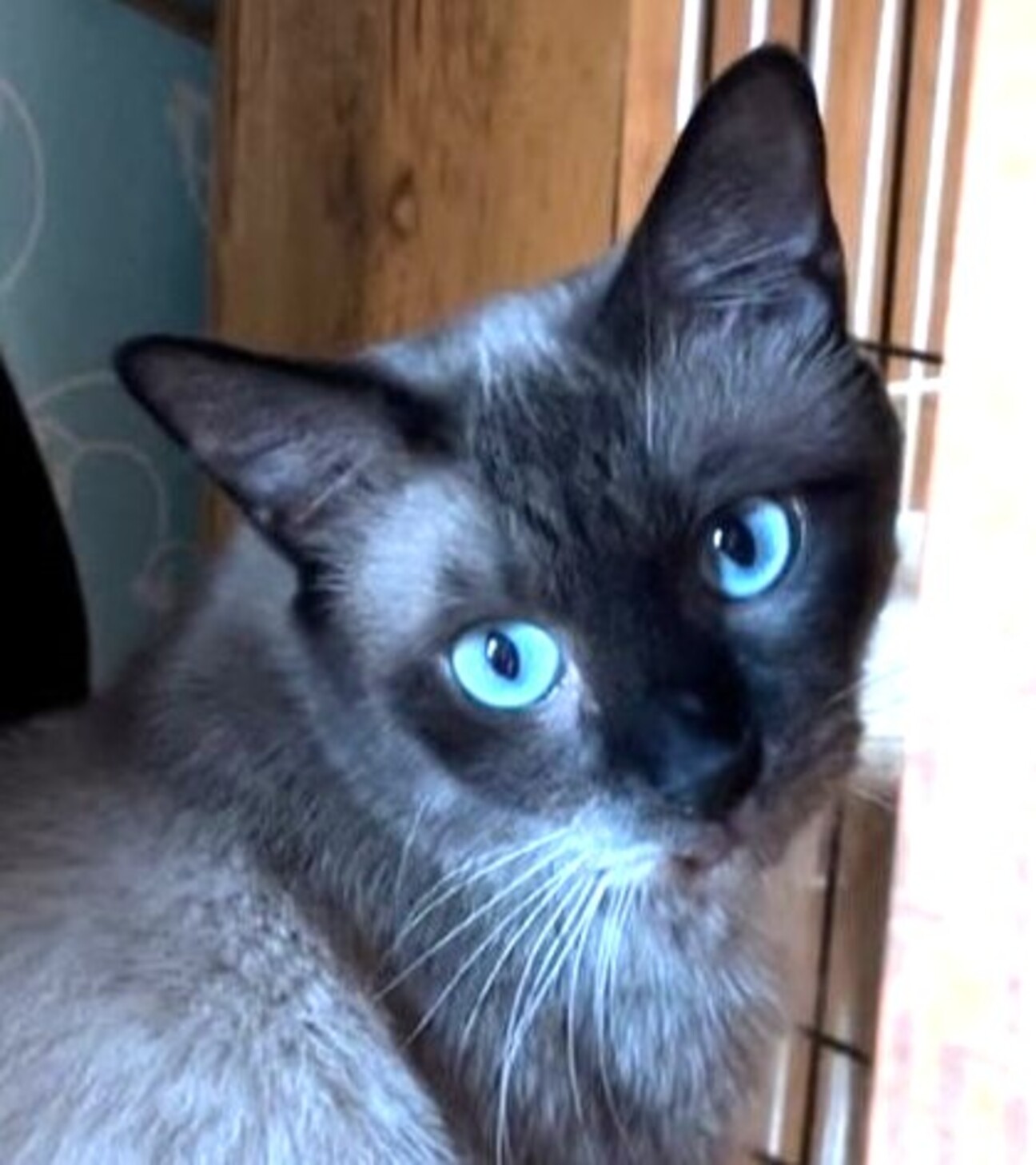 「美しいタヌキ！？サファくん」埼玉県 - 猫の里親募集(496722) :: ペットのおうち【里親決定28万頭！】