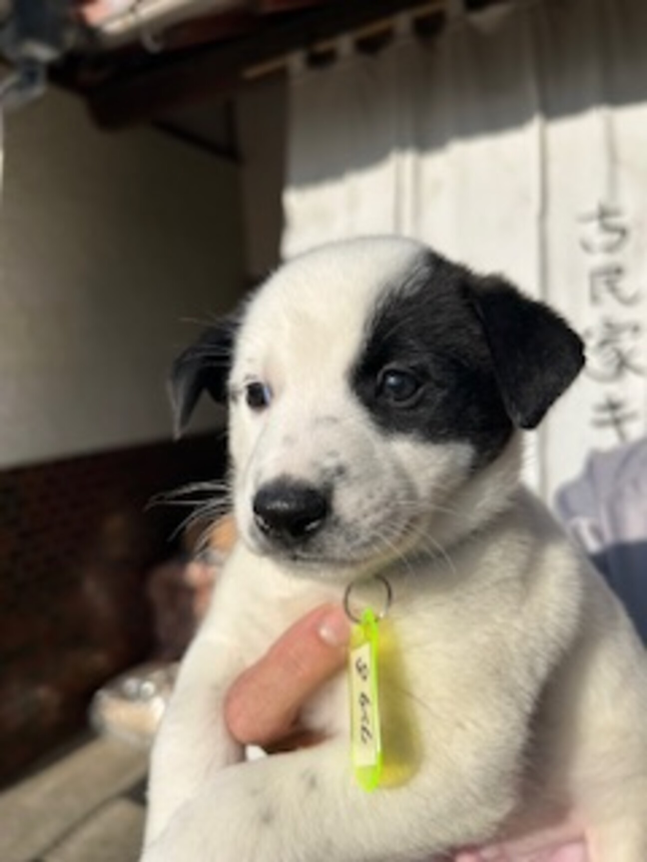 「人慣れ クンタくん」山口県 - 犬の里親募集(506524) :: ペットのおうち【里親決定28万頭！】