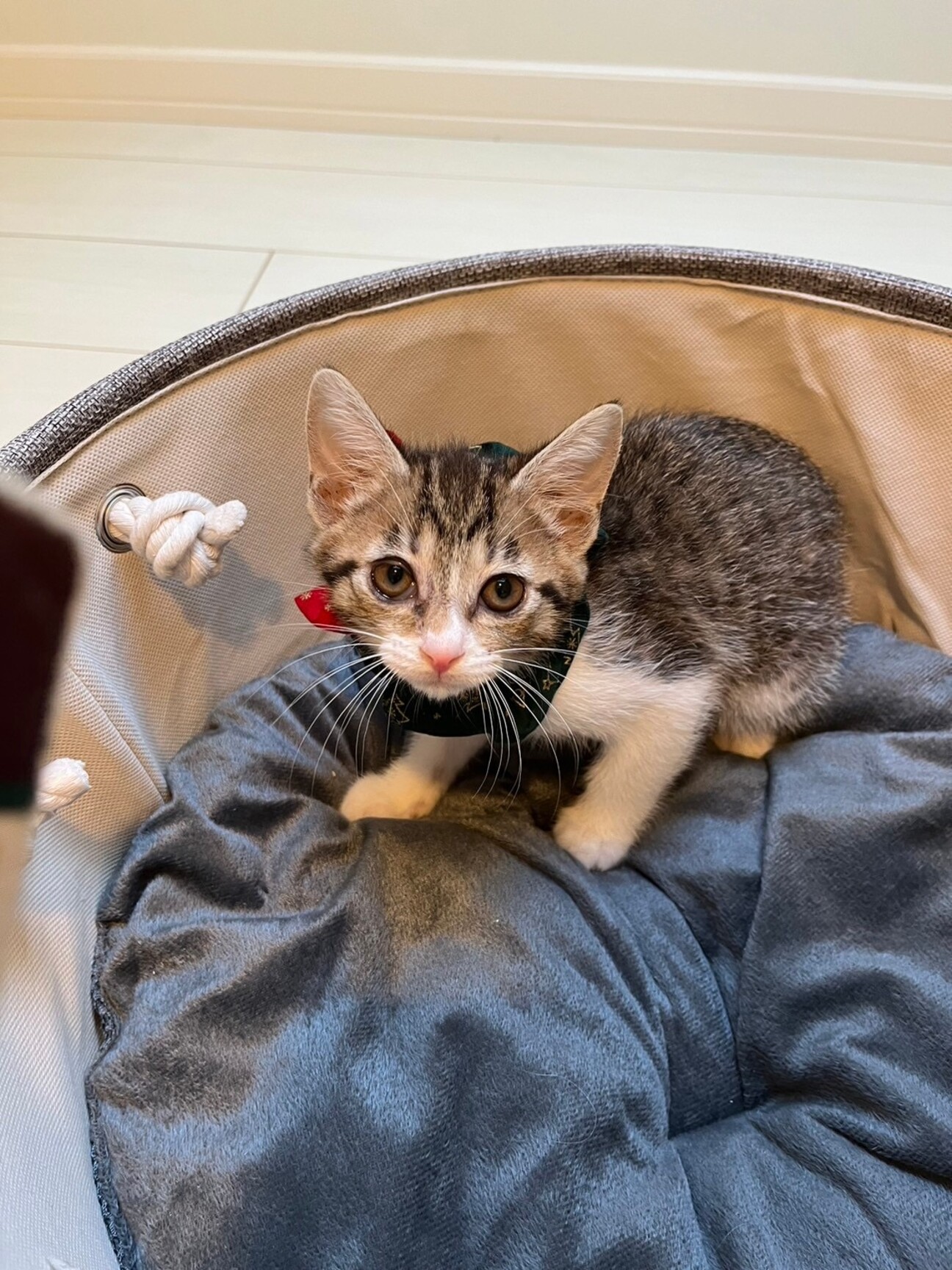 「12/8幕張ෆ⃛1番のお...」千葉県 - 猫の里親募集(506761) :: ペットのおうち【里親決定28万頭！】