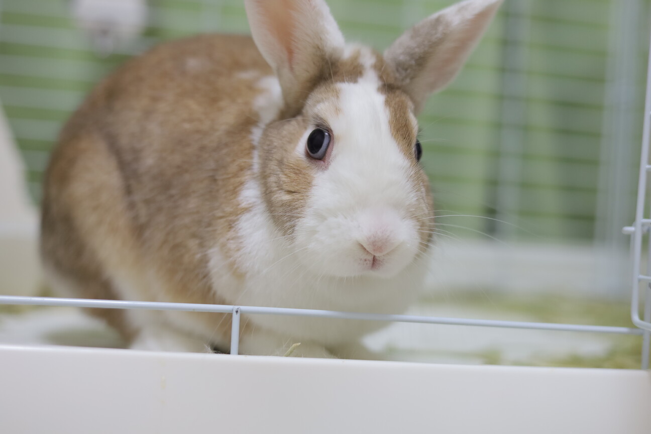 「5歳ミニうさぎ女の子大切...」大分県 - 小動物の里親募集(506768) :: ペットのおうち【里親決定28万頭！】