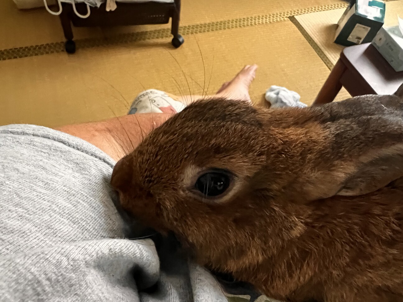 「双子の男の子と女の子と他2羽」福岡県 - 小動物の里親募集(506775) :: ペットのおうち【里親決定28万頭！】