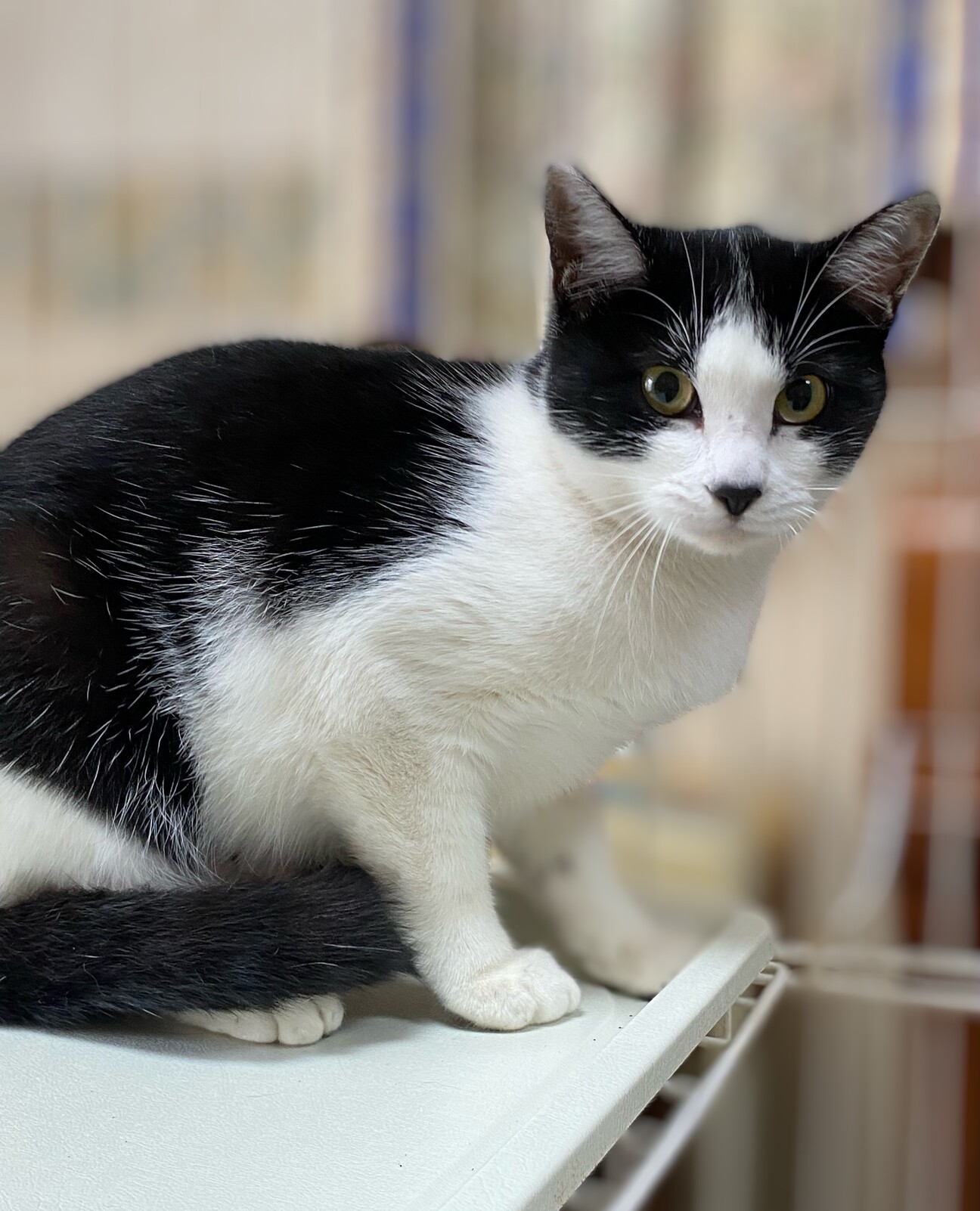 「好奇心旺盛な女の子 ラテ」兵庫県 - 猫の里親募集(506779) :: ペットのおうち【里親決定29万頭！】