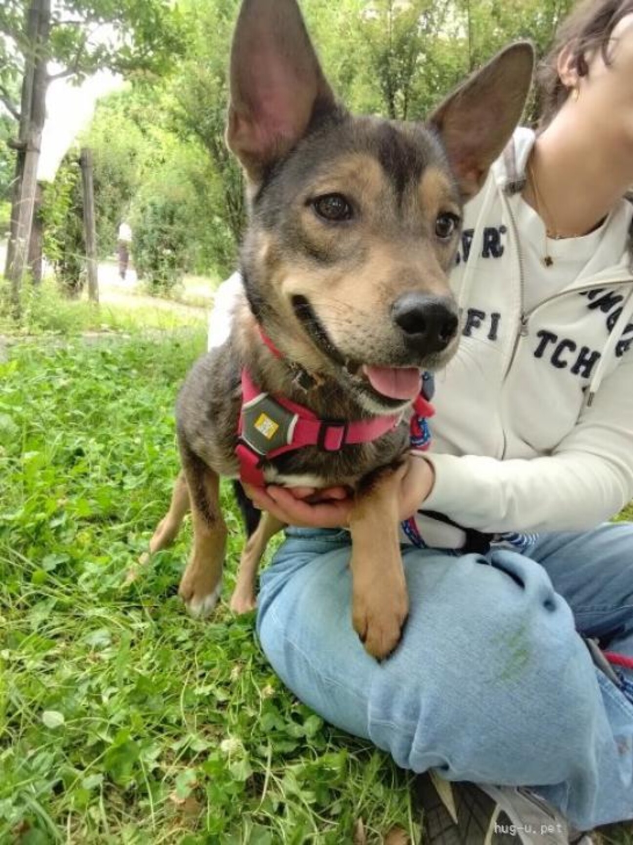 「1歳の雑種の女の子 ベルちゃん」東京都 - 犬の里親募集(506880) :: ペットのおうち【里親決定28万頭！】