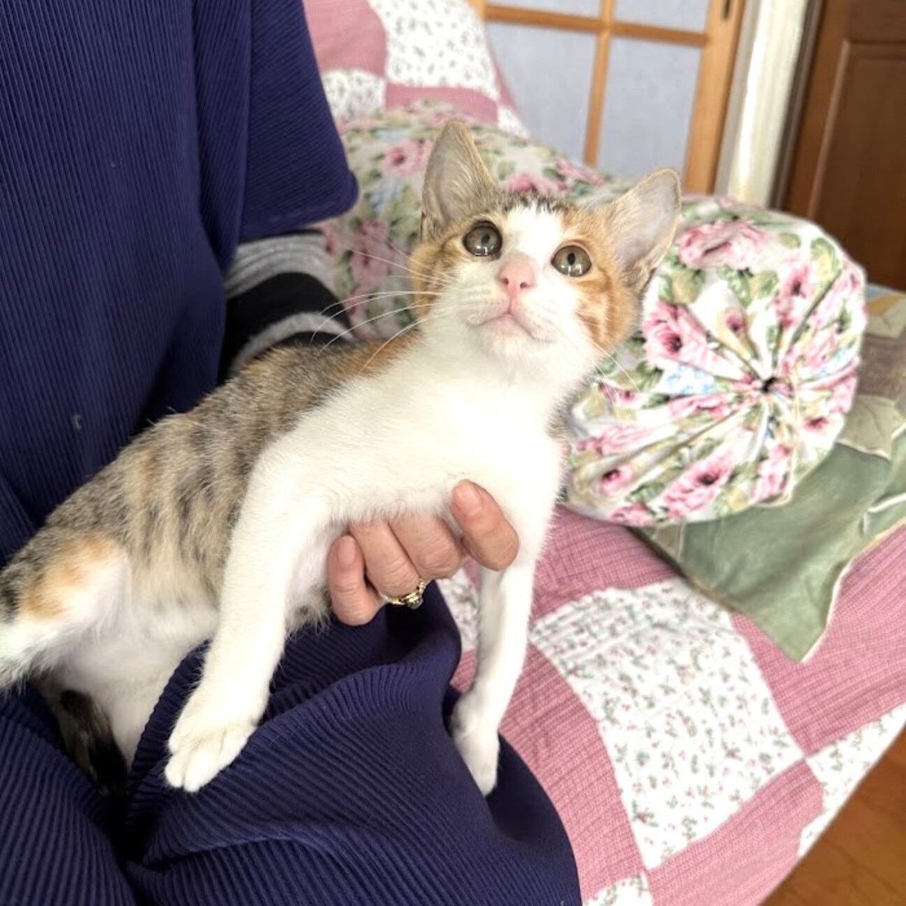 「人慣れレベル強：三毛猫の...」兵庫県 - 猫の里親募集(507006) :: ペットのおうち【里親決定28万頭！】