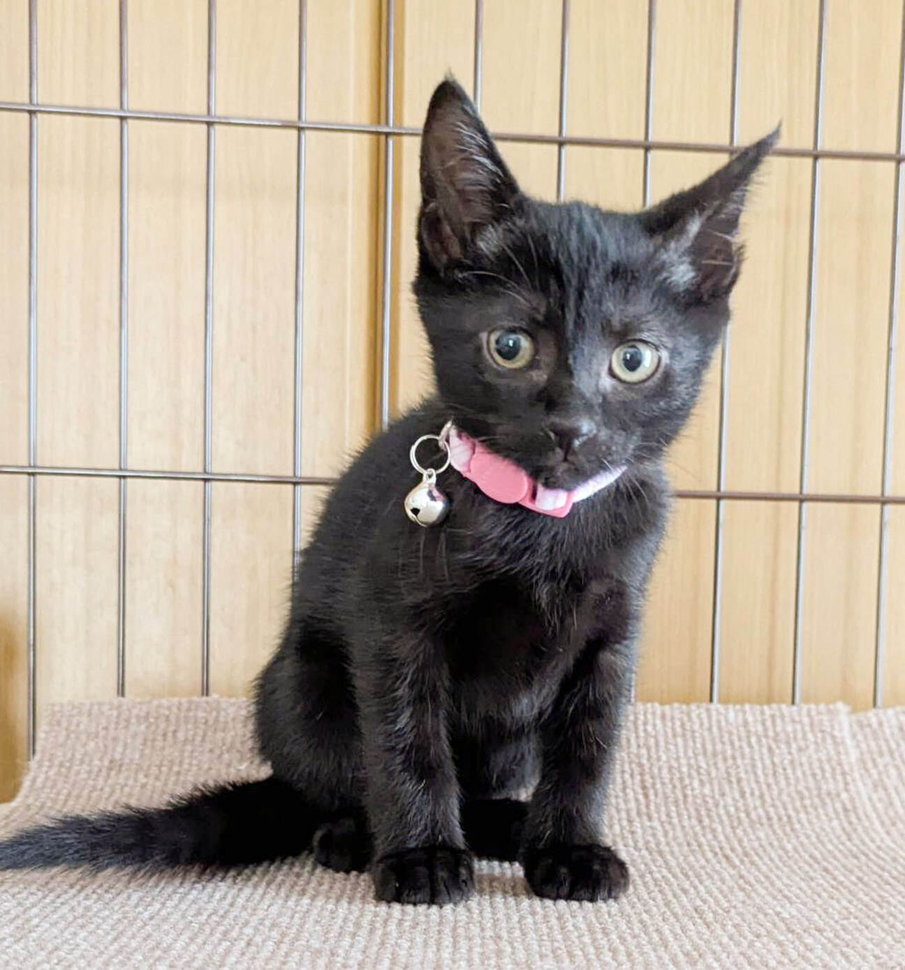 「撫でられて嬉しい可愛い女...」岡山県 - 猫の里親募集(507236) :: ペットのおうち【里親決定28万頭！】