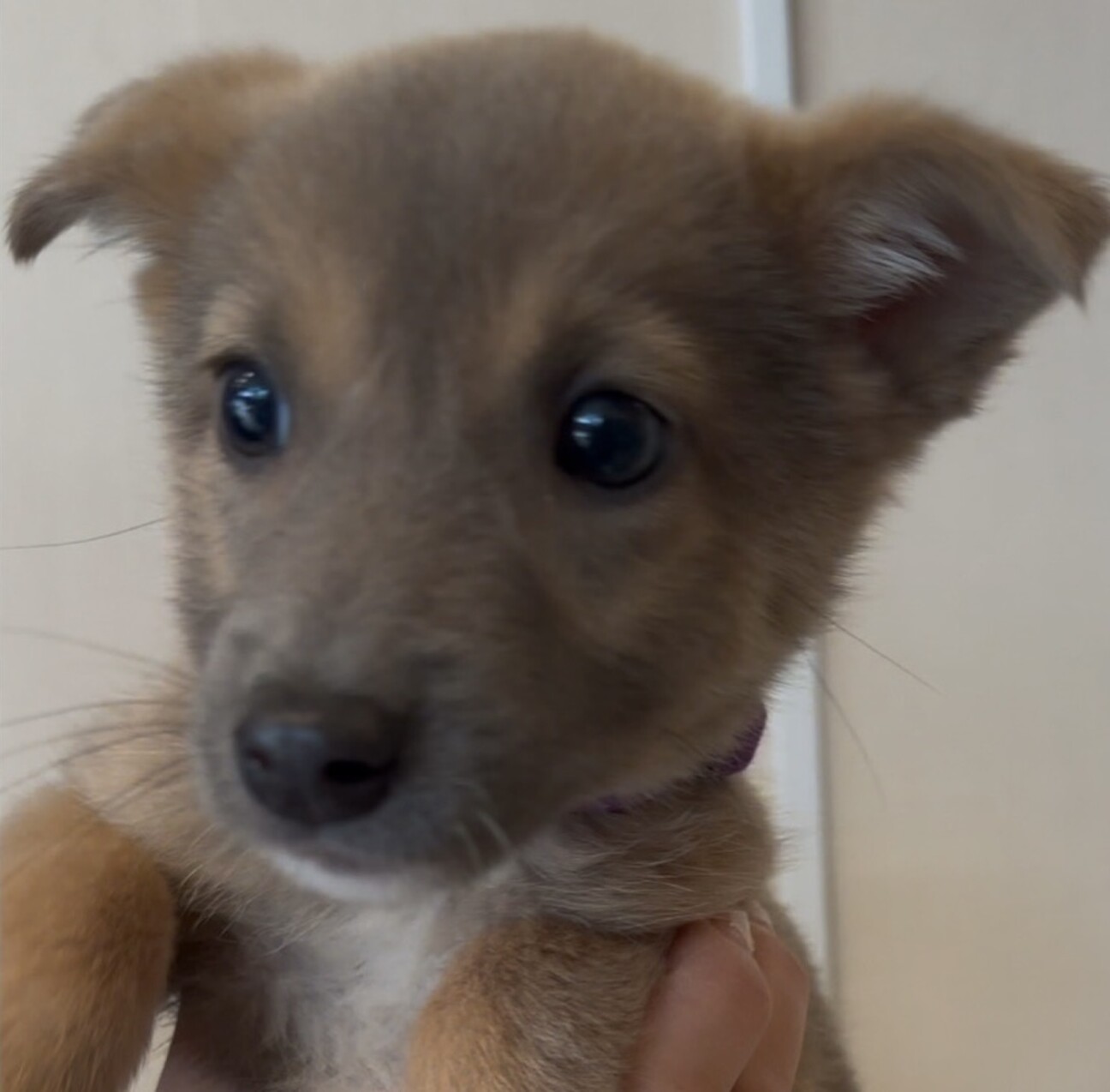 「ほたるちゃん ️2ヶ月女の子」広島県 - 犬の里親募集(507406) :: ペットのおうち【里親決定28万頭！】