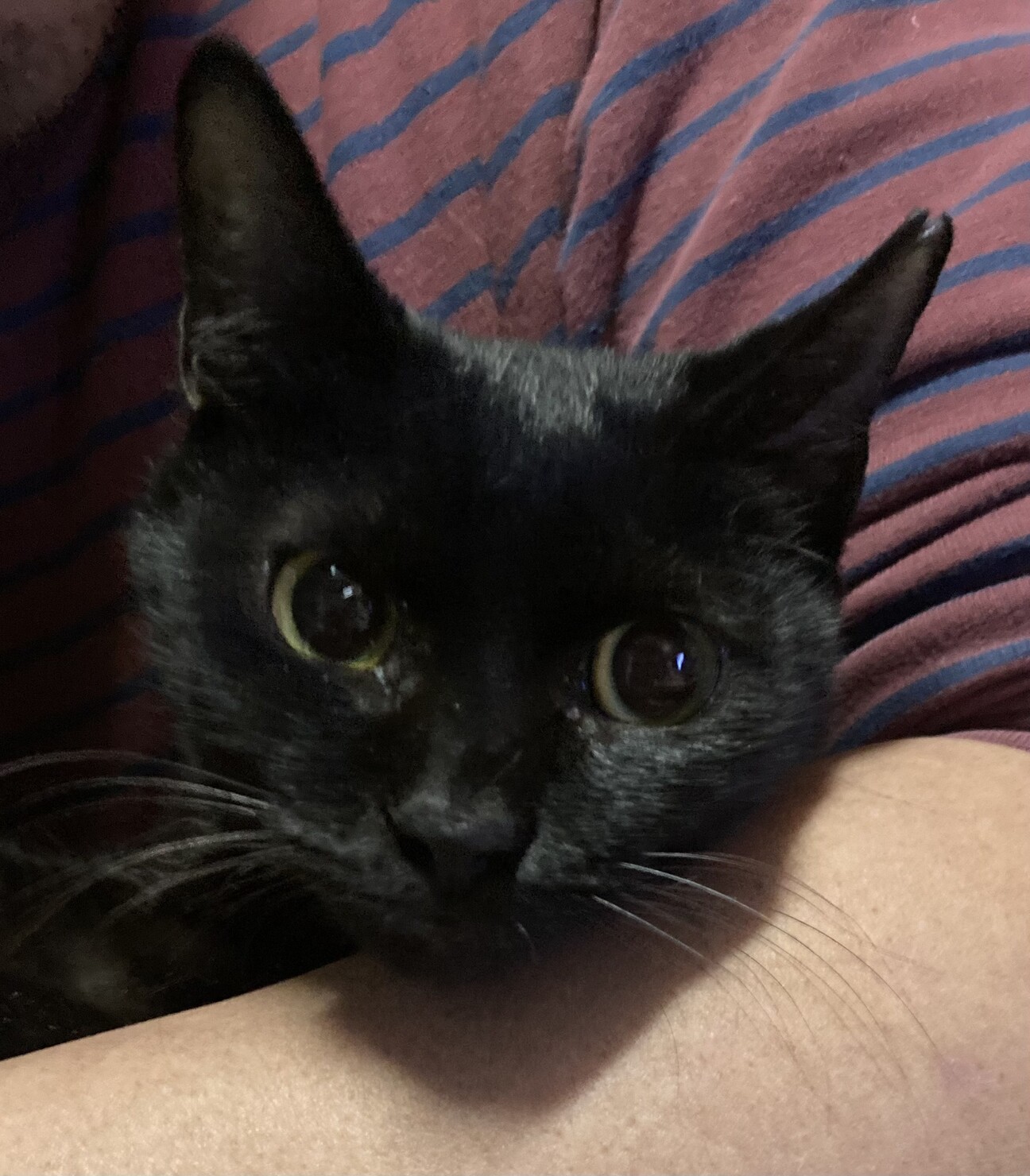 12/22⭐️堺東にて...」大阪府 - 猫の里親募集(507522) :: ペットのおうち【里親決定28万頭！】