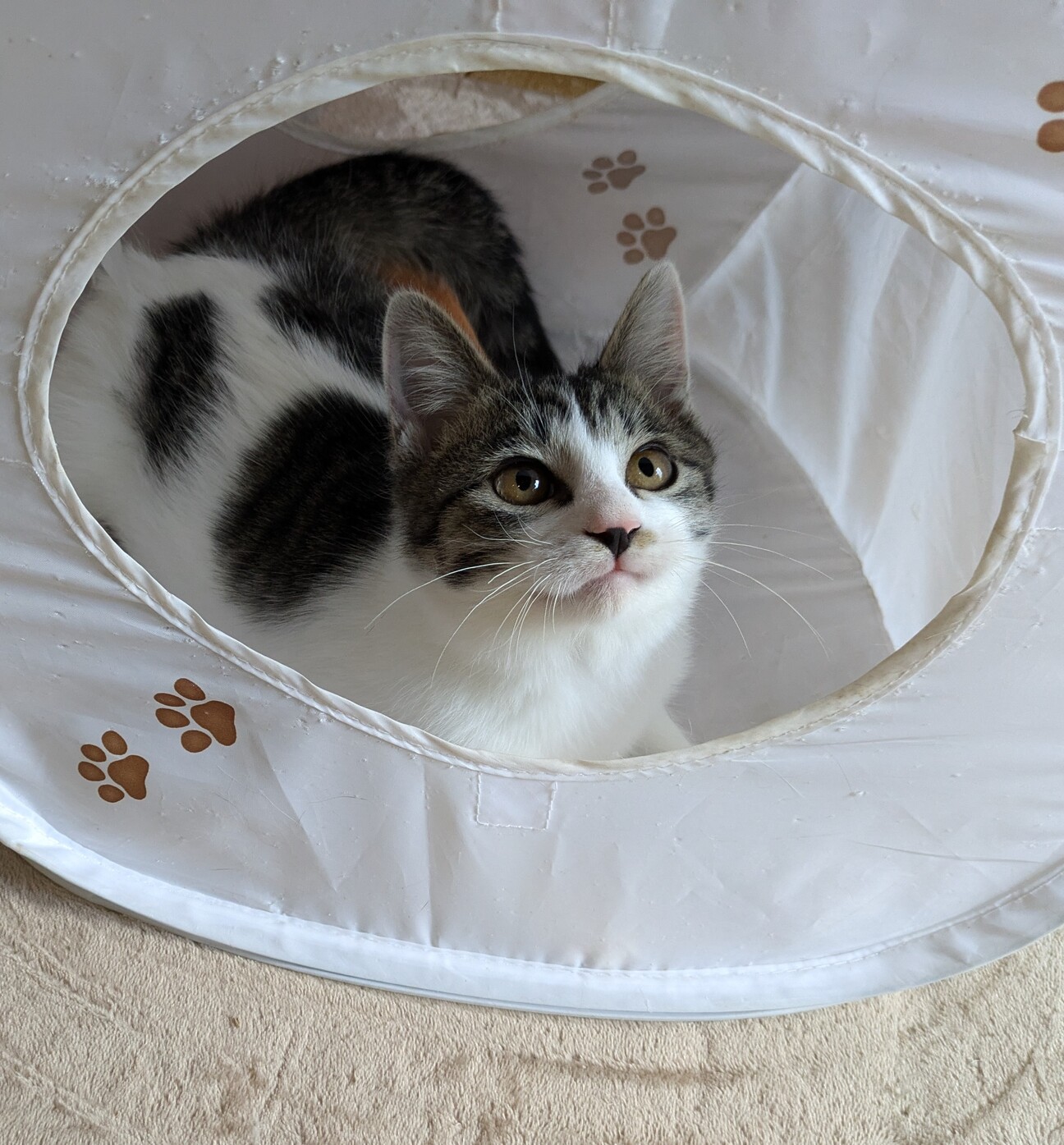 「ずっとの家族探しています」兵庫県 - 猫の里親募集(507547) 2枚目の画像 :: ペットのおうち【里親決定25万頭！】