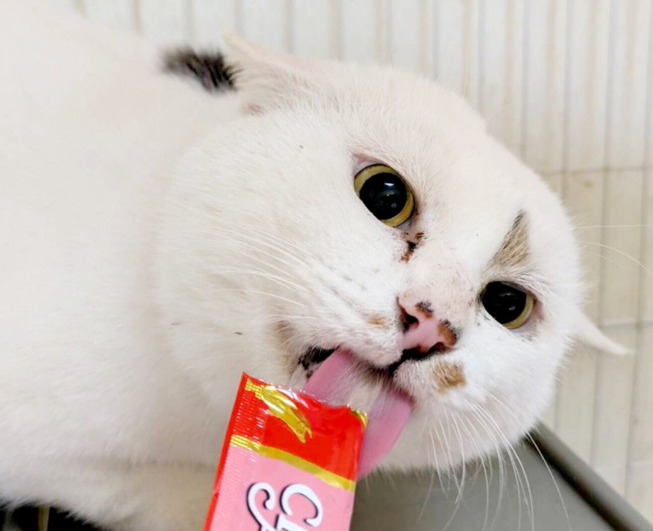 「イカ耳でも甘えんぼ♥アザ...」東京都 - 猫の里親募集(507624) :: ペットのおうち【里親決定28万頭！】