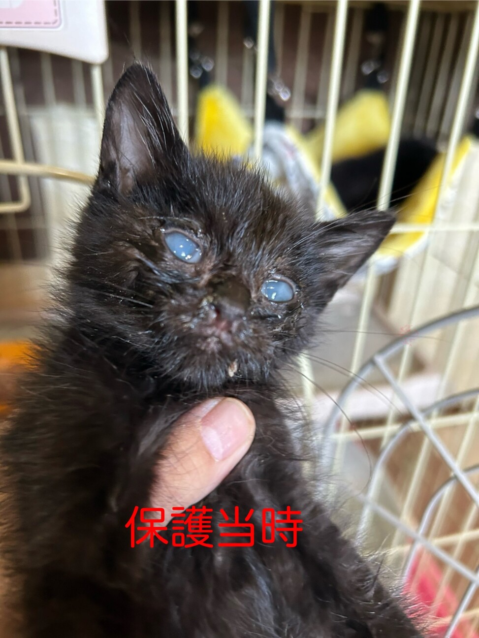 「福を呼ぶ♪目も綺麗に治り...」東京都 - 猫の里親募集(507699) 5枚目の画像 :: ペットのおうち【里親決定25万頭！】