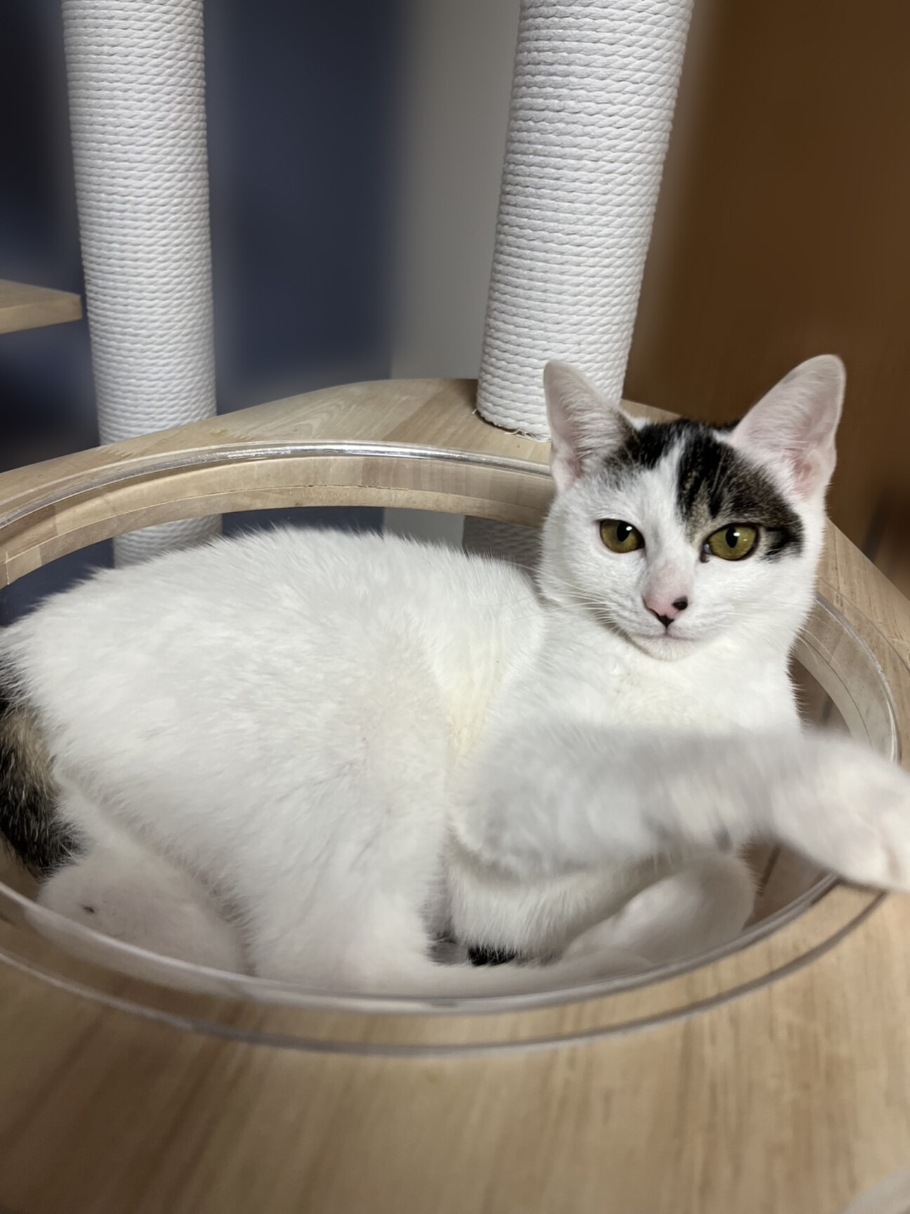 「抱っこ大好き甘えん坊♪素...」東京都 - 猫の里親募集(507861) :: ペットのおうち【里親決定28万頭！】