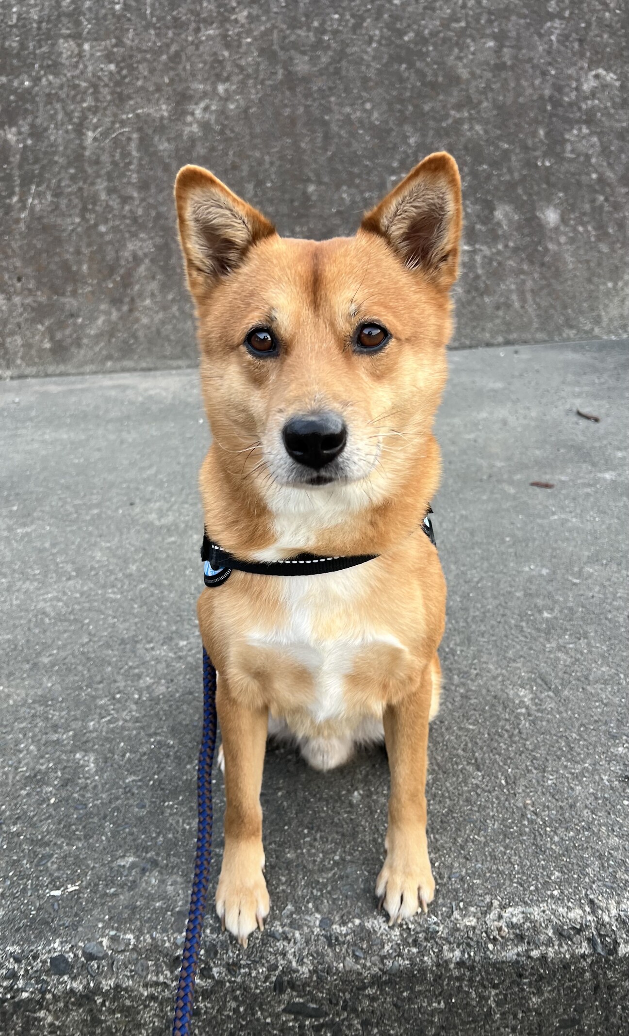 「柴系MIX里親募集」静岡県 - 犬の里親募集(507962) :: ペットのおうち【里親決定28万頭！】