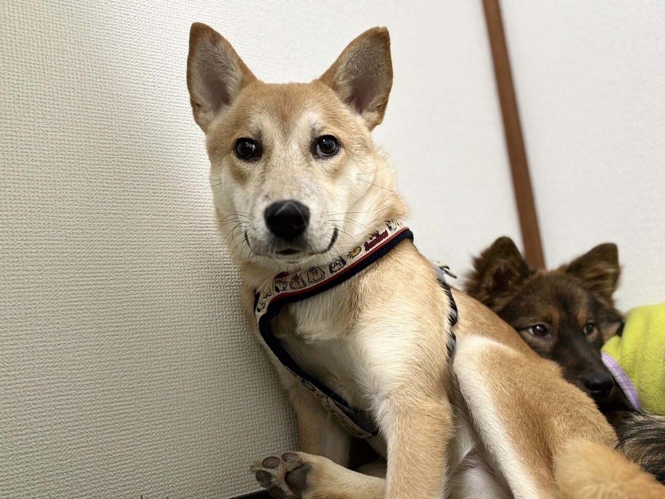 「保健所からレスキュー！ ...」愛知県 - 犬の里親募集(508320) 2枚目の画像 :: ペットのおうち【里親決定25万頭！】