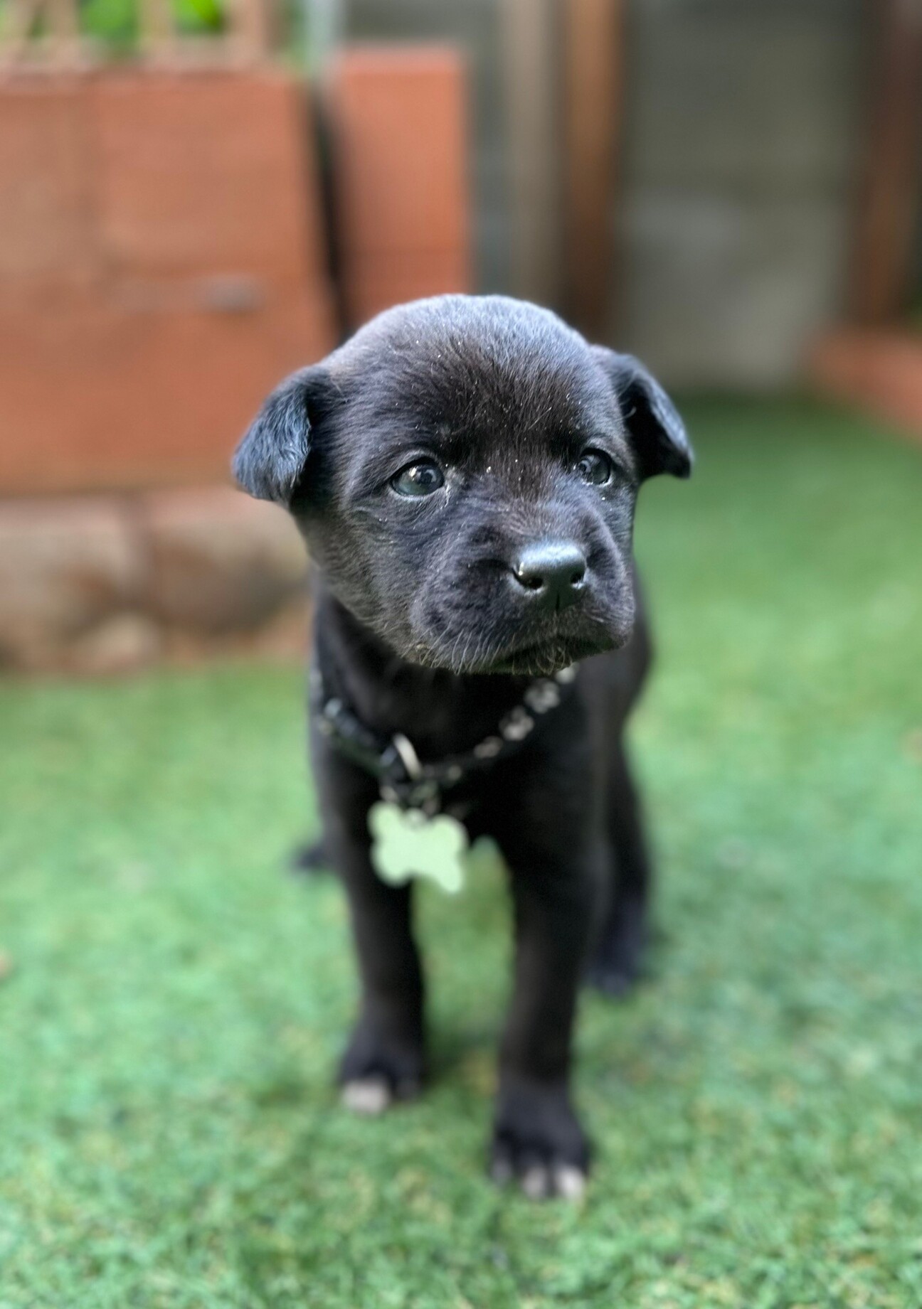 「仔犬ちゃん約1ヶ月女のコ...」大阪府 - 犬の里親募集(508410) :: ペットのおうち【里親決定28万頭！】