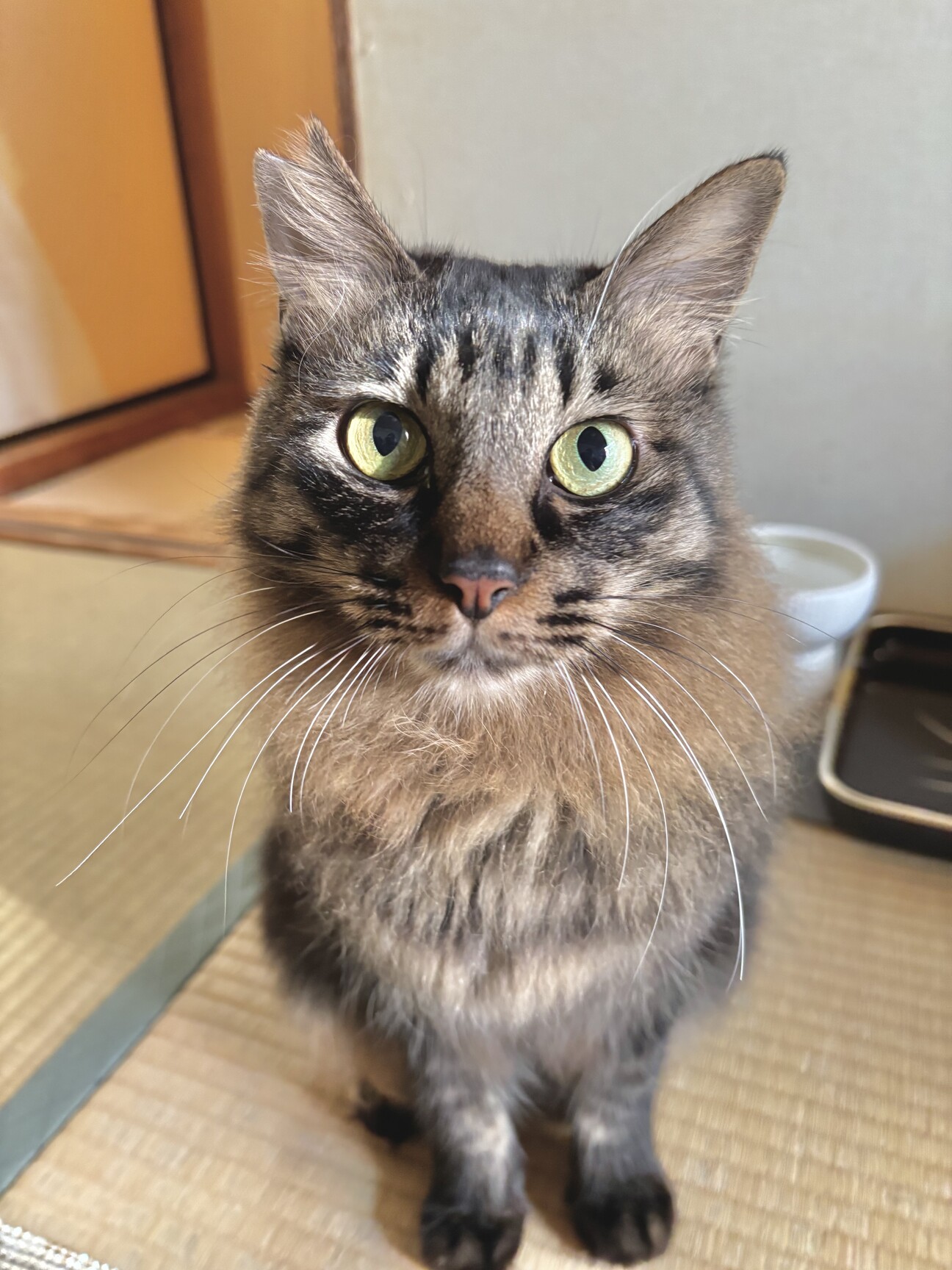 長毛】エネルギー溢れる...」大阪府 - 猫の里親募集(496807) :: ペットのおうち【里親決定28万頭！】