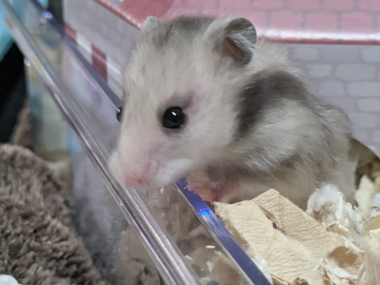 「ゴールデンハムスターの里...」新潟県 - 小動物の里親募集(508996) :: ペットのおうち【里親決定28万頭！】