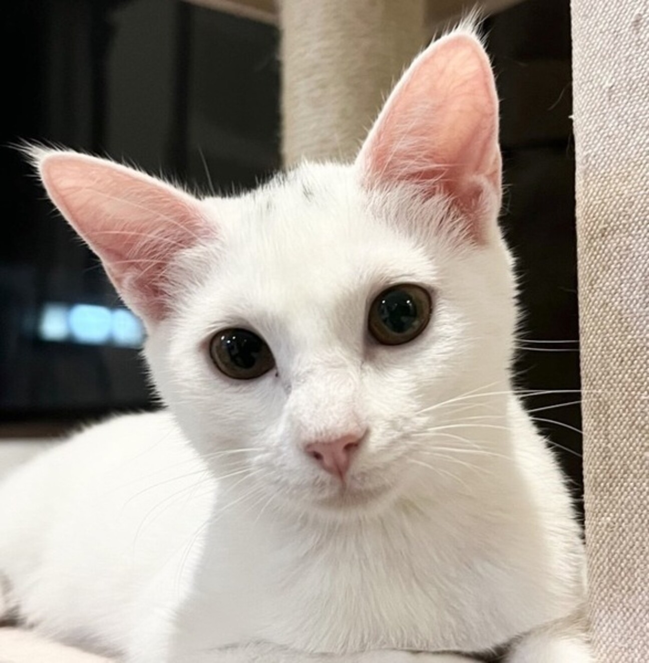 1/12 東日本橋】甘...」東京都 - 猫の里親募集(495540) 3枚目の画像 :: ペットのおうち【里親決定25万頭！】