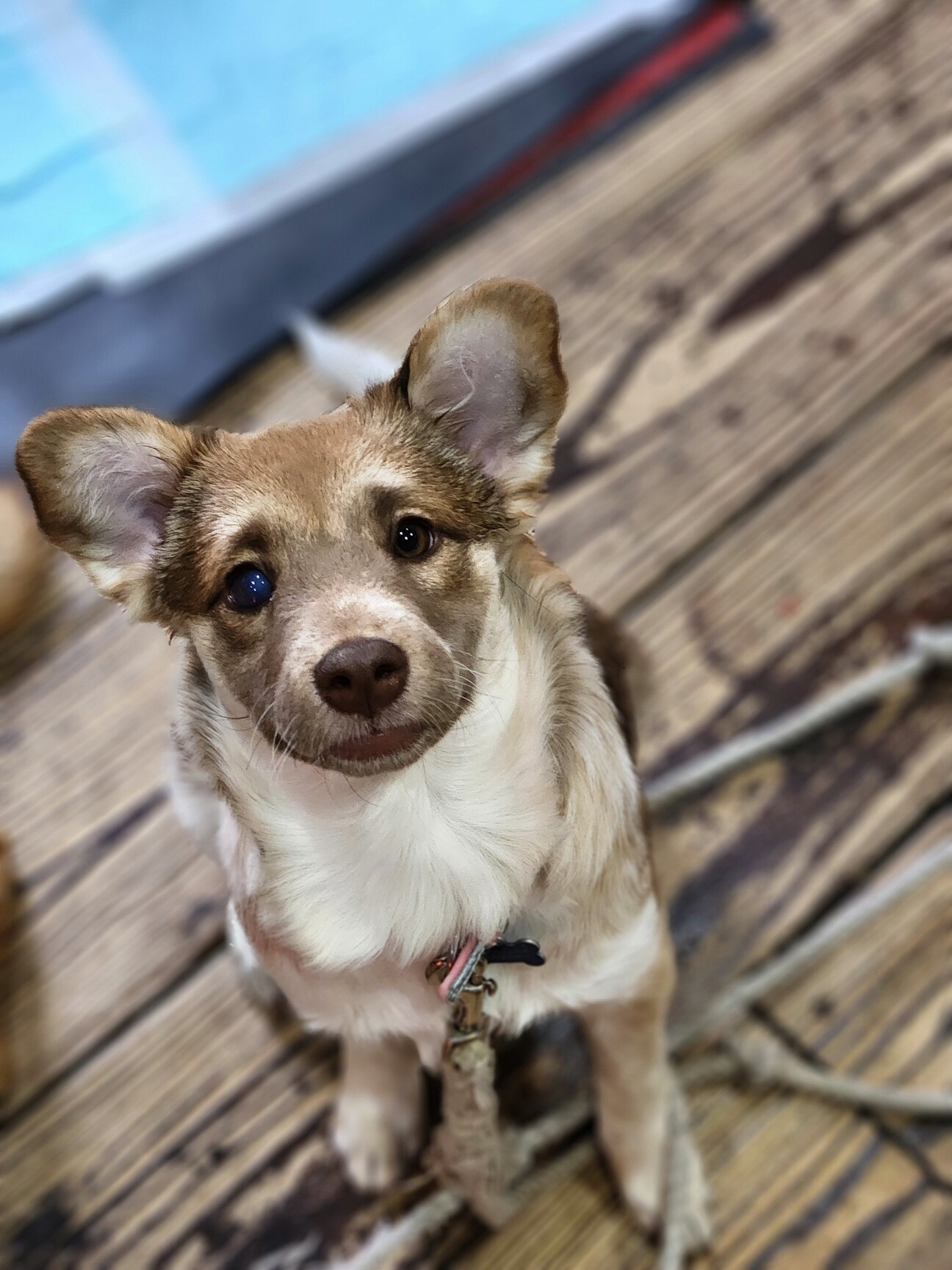 「たれ目の美人さん『綱』」長崎県 - 犬の里親募集(509159) :: ペットのおうち【里親決定29万頭！】