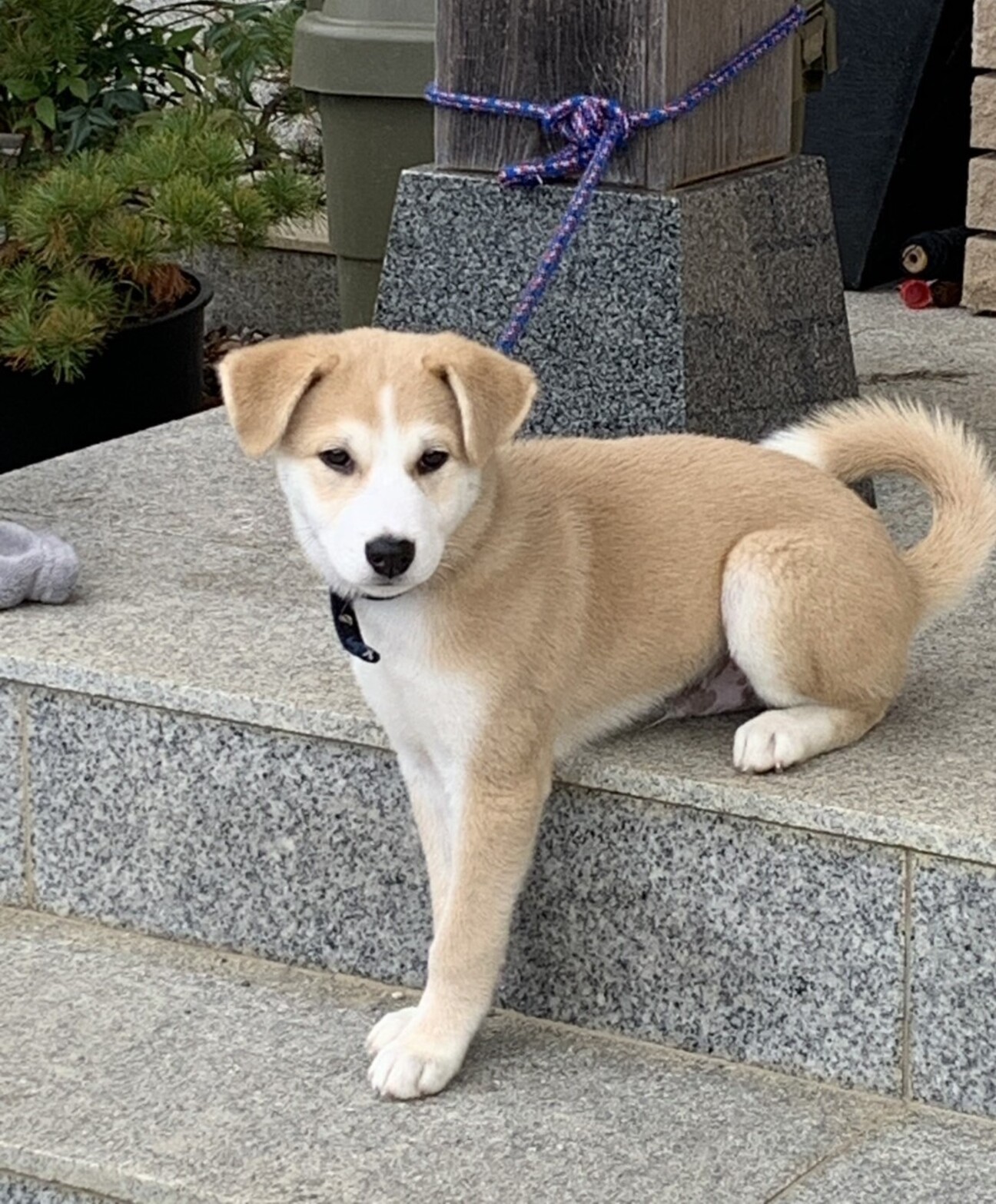 「里親募集 2歳半の男の子...」長崎県 - 犬の里親募集(509316) :: ペットのおうち【里親決定28万頭！】